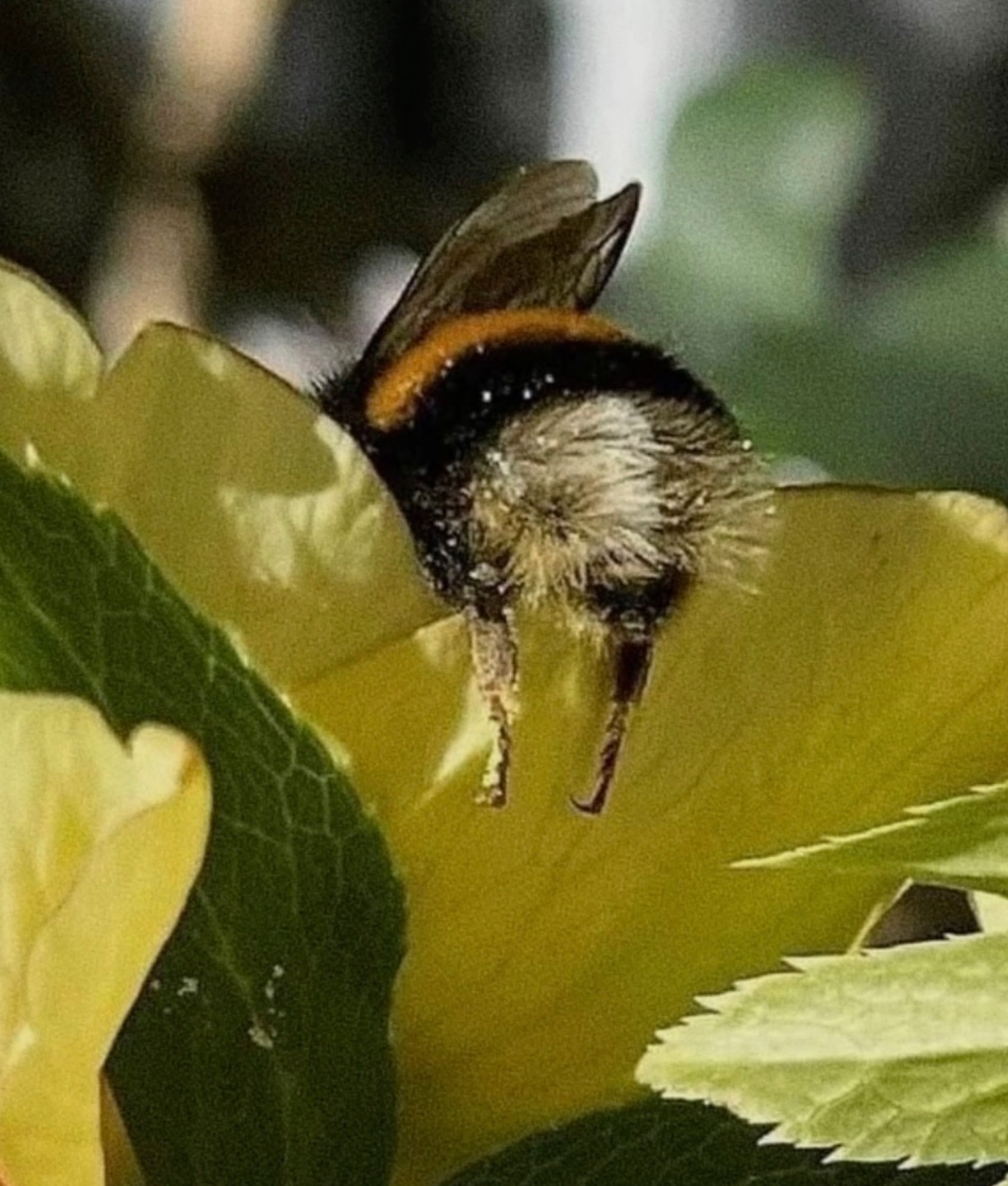 When bees get tired they nap in flowers | SUGi