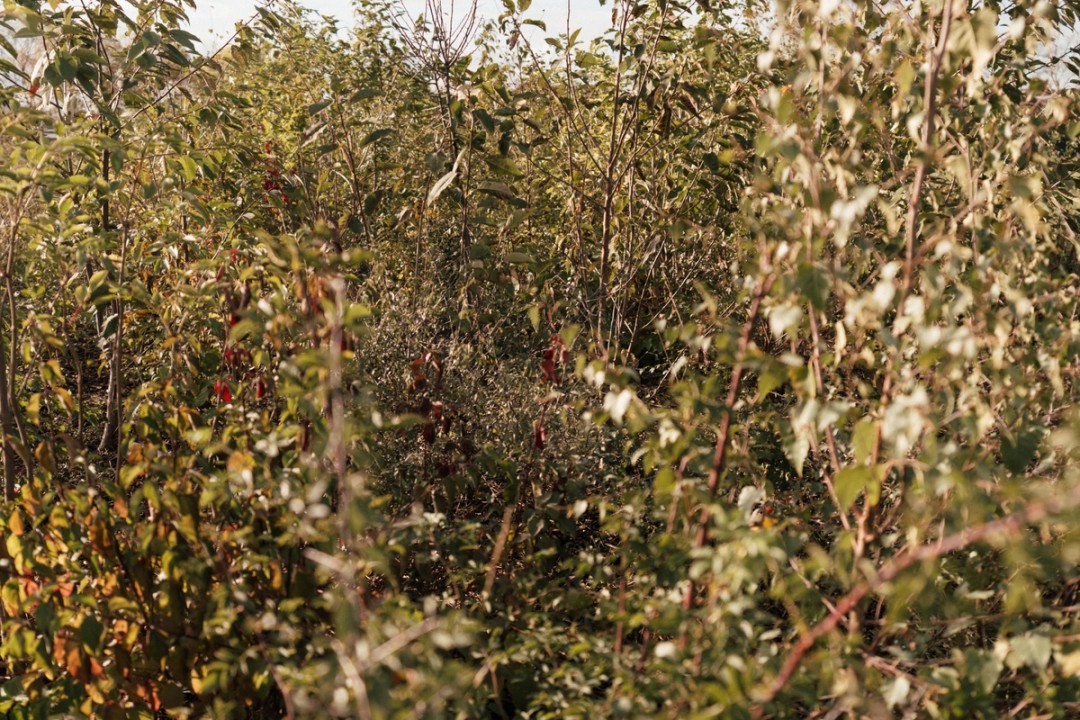 Castle Green Forest | SUGi