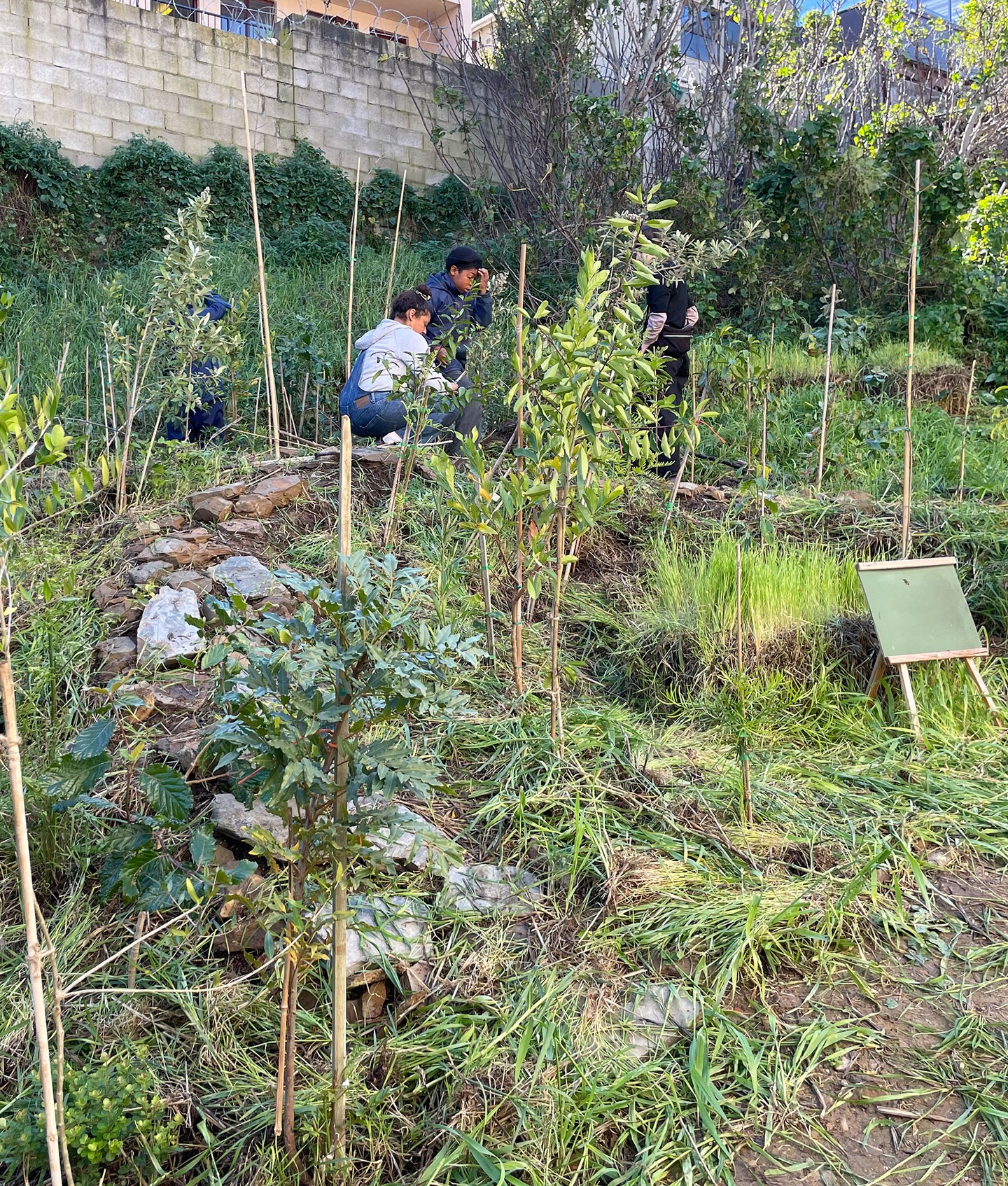 Schotsche Kloof Forest | SUGi