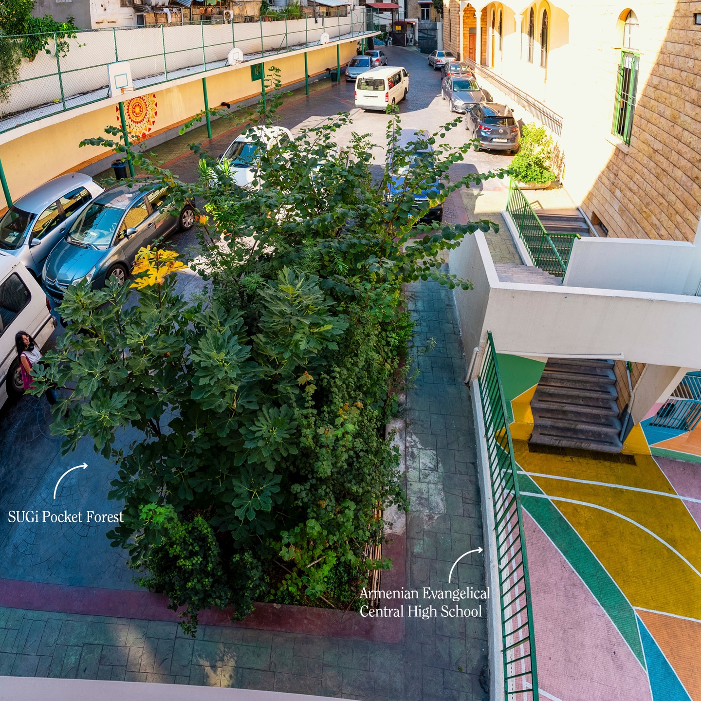 Where Can You Plant a Pocket Forest? | SUGi