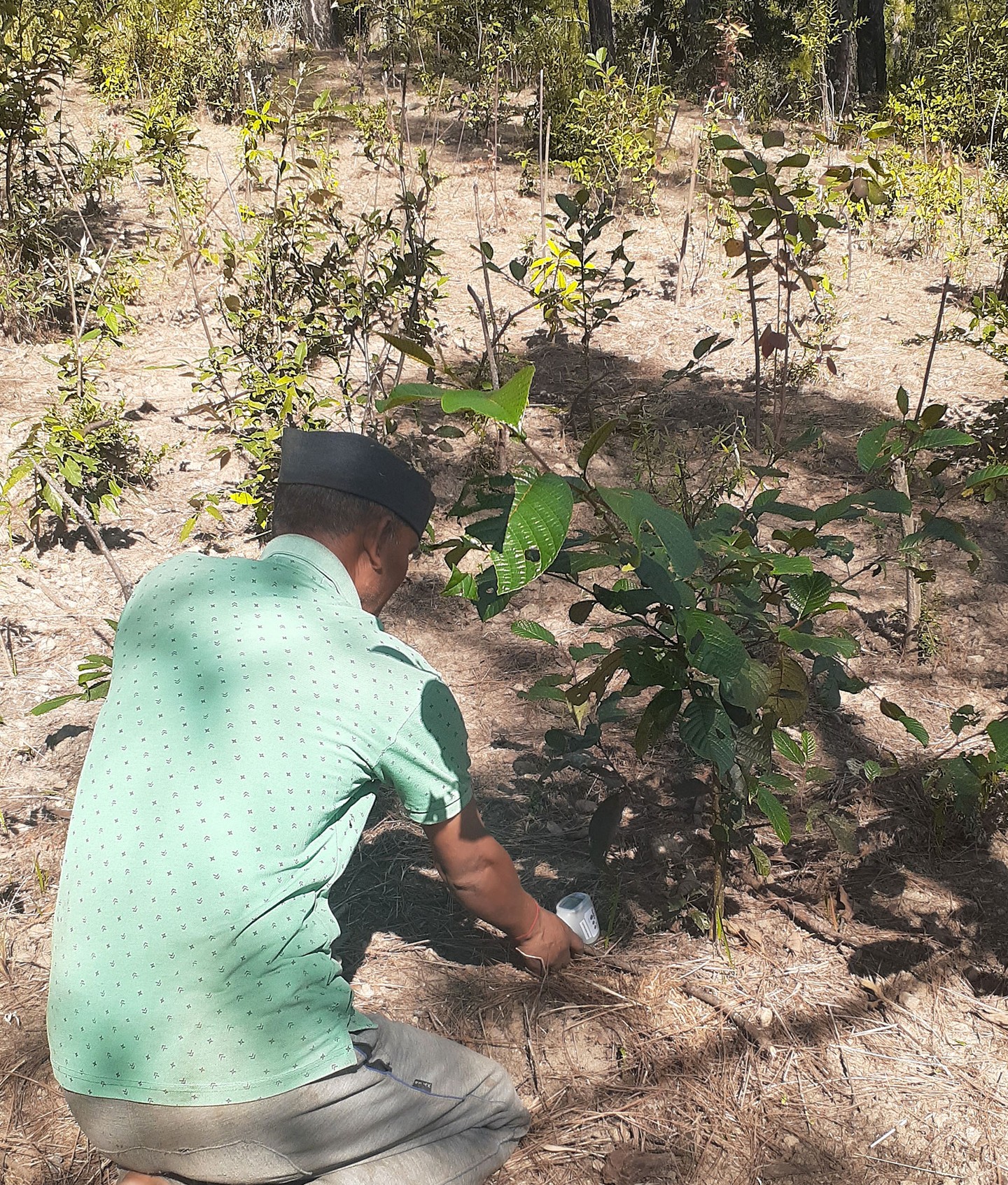 Community Forest II | SUGi