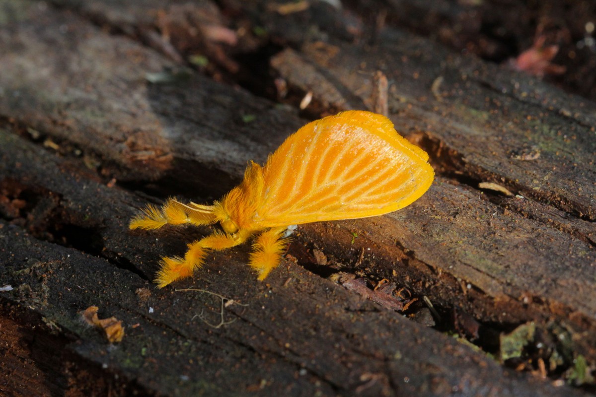 Cool Caterpillars | SUGi