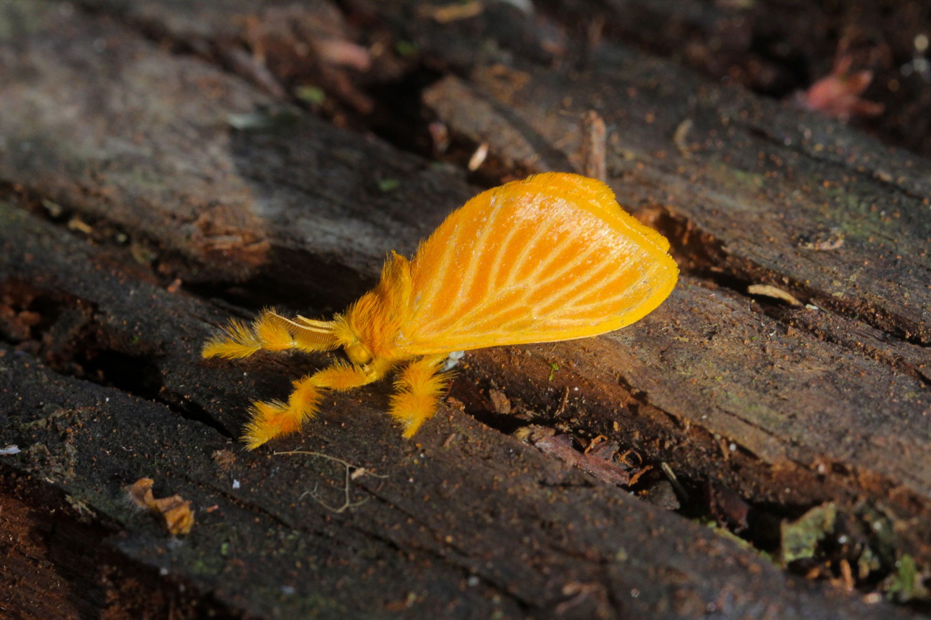 Cool Caterpillars | SUGi