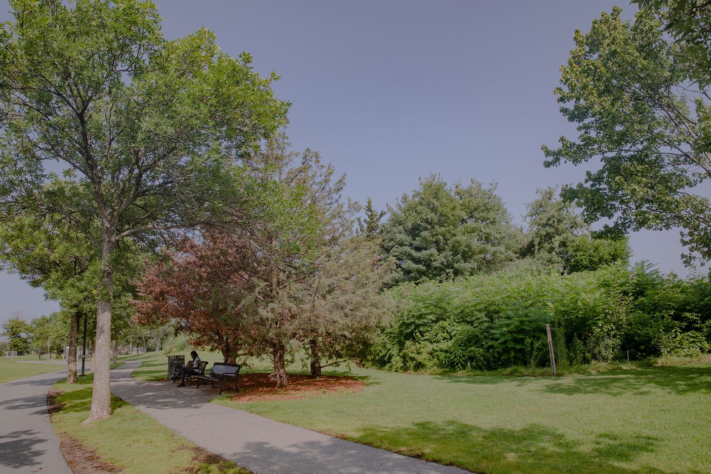 Danehy Park Forest | SUGi