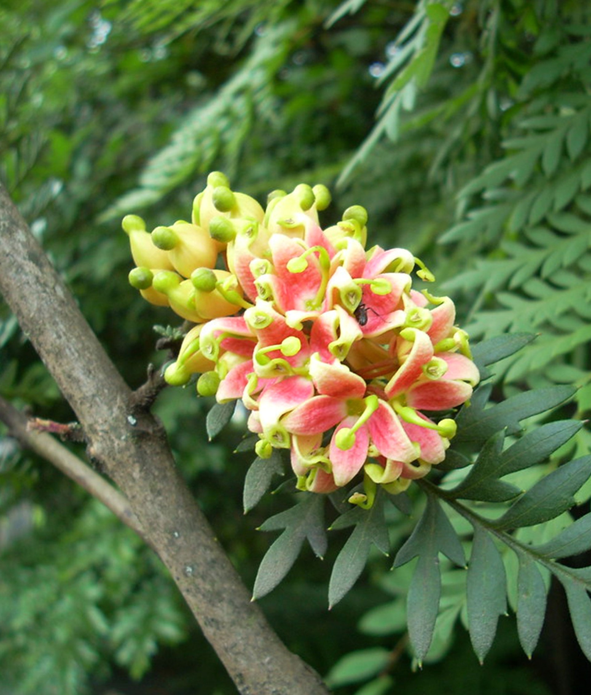 Gabriela Mistral Forest | SUGi