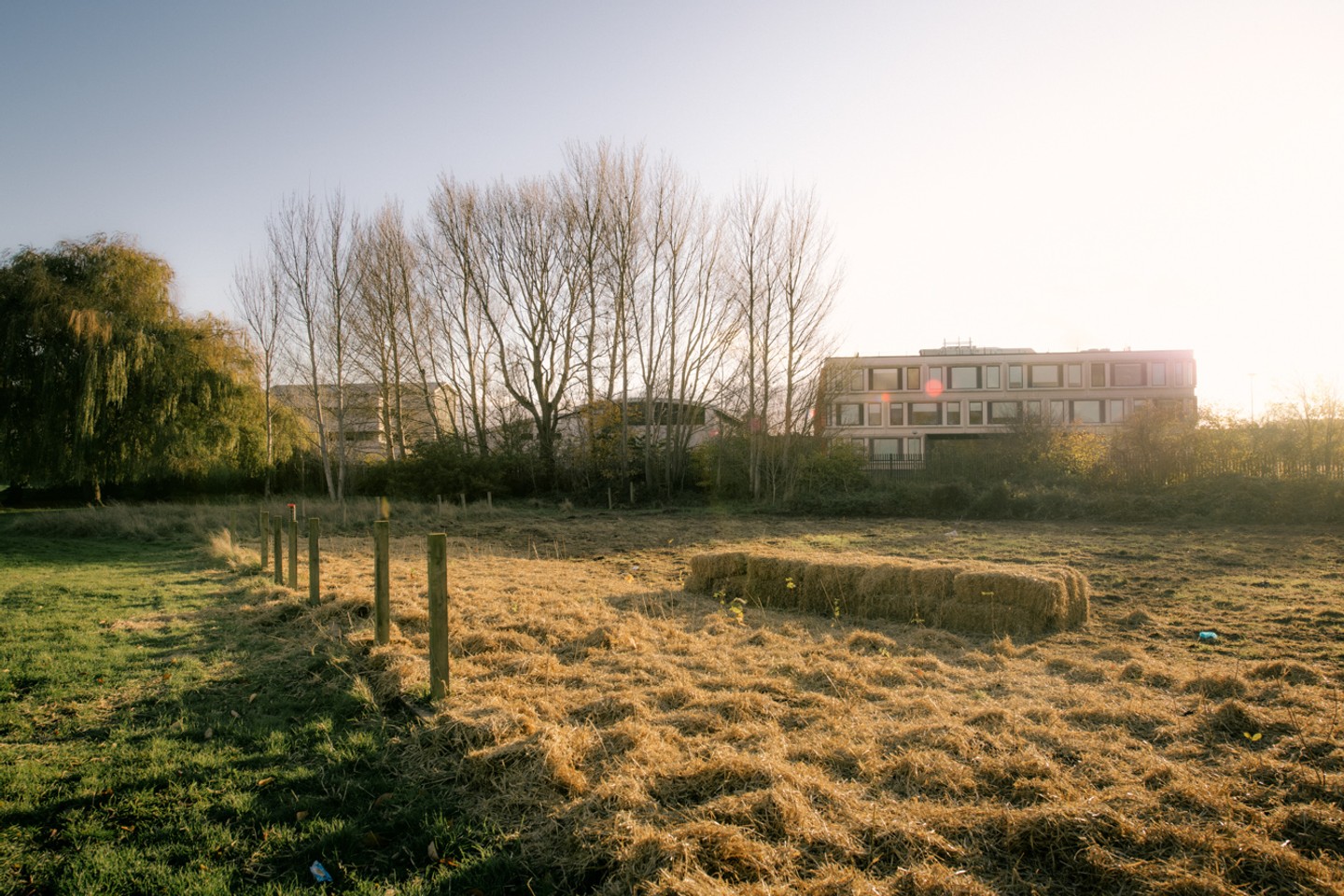 Harmony Forest | SUGi