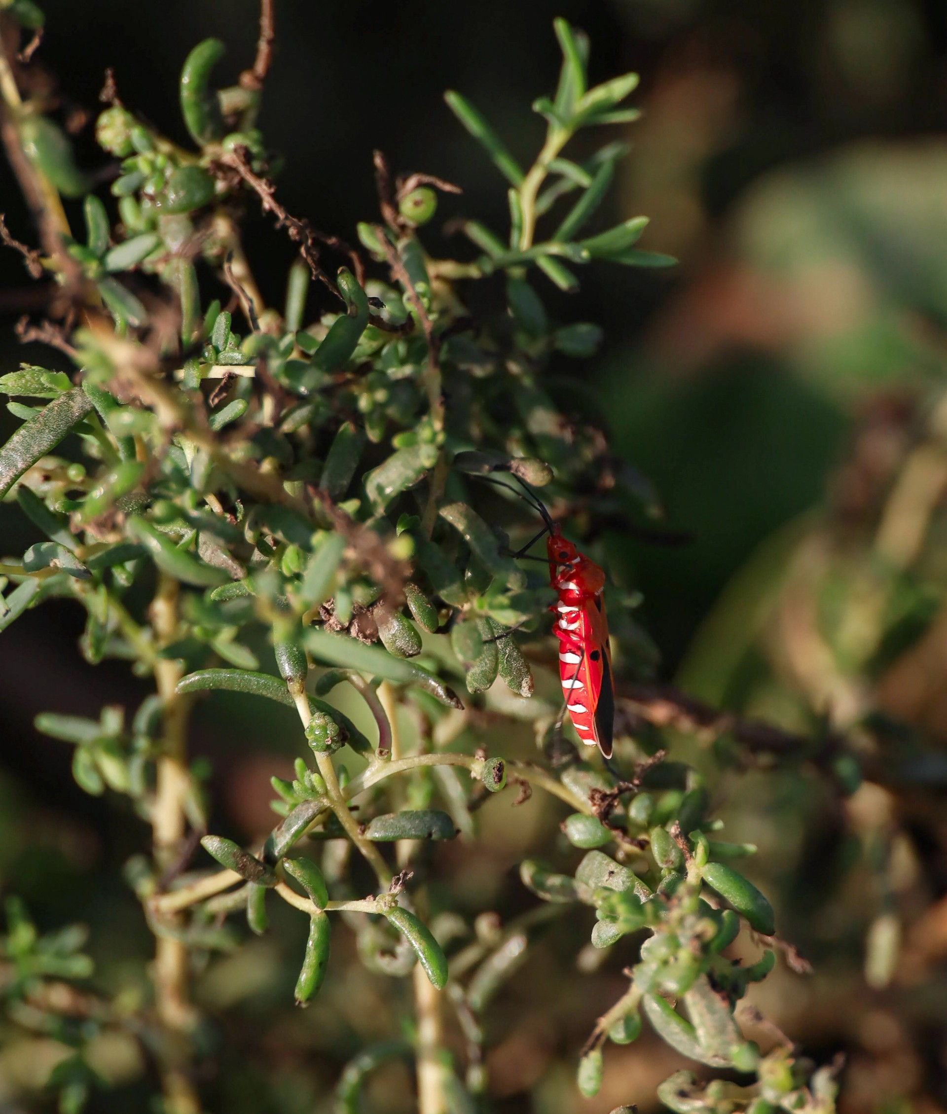 Clifton Urban Forest | SUGi