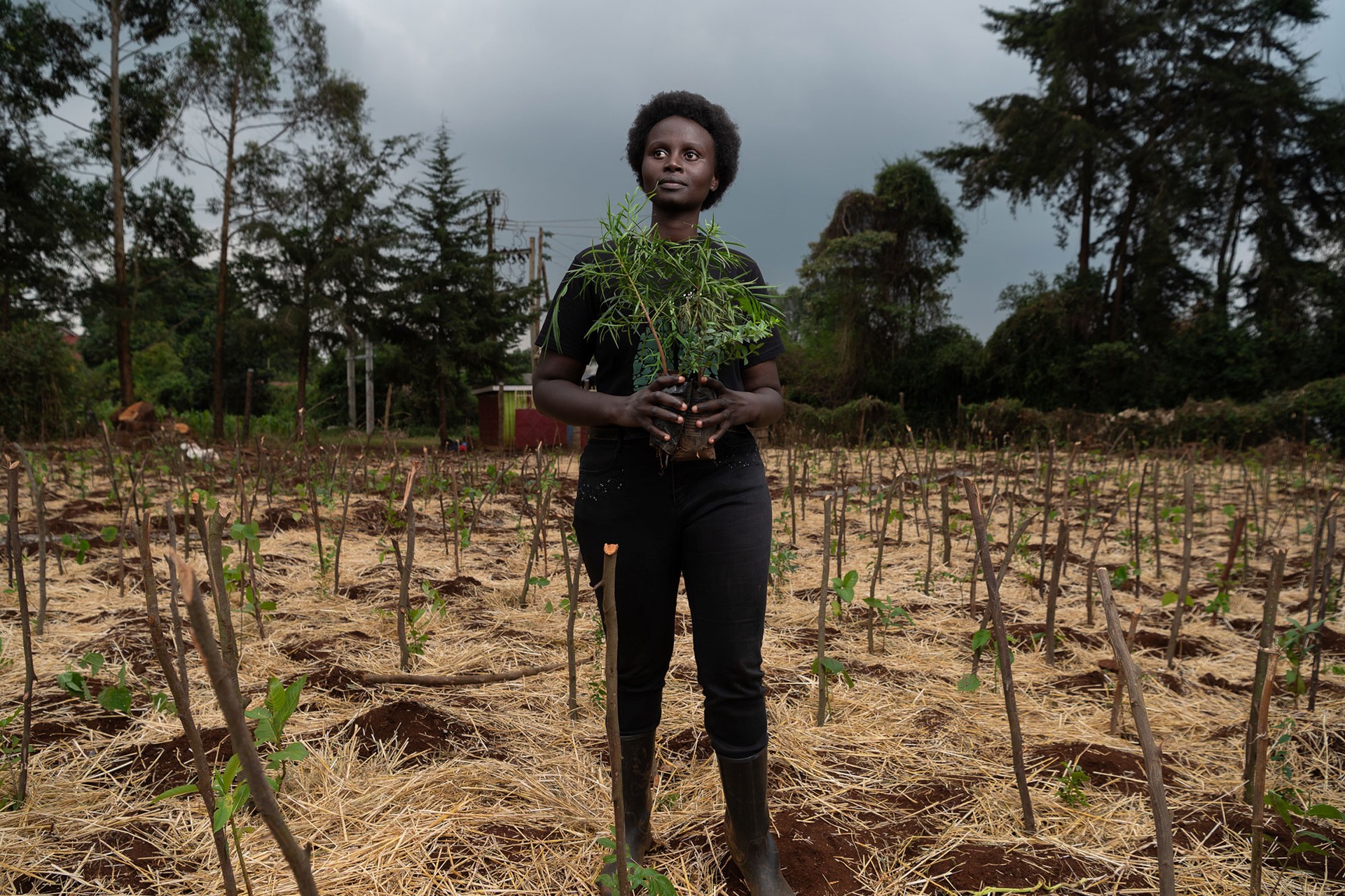 St Paul’s Unity Forest | SUGi