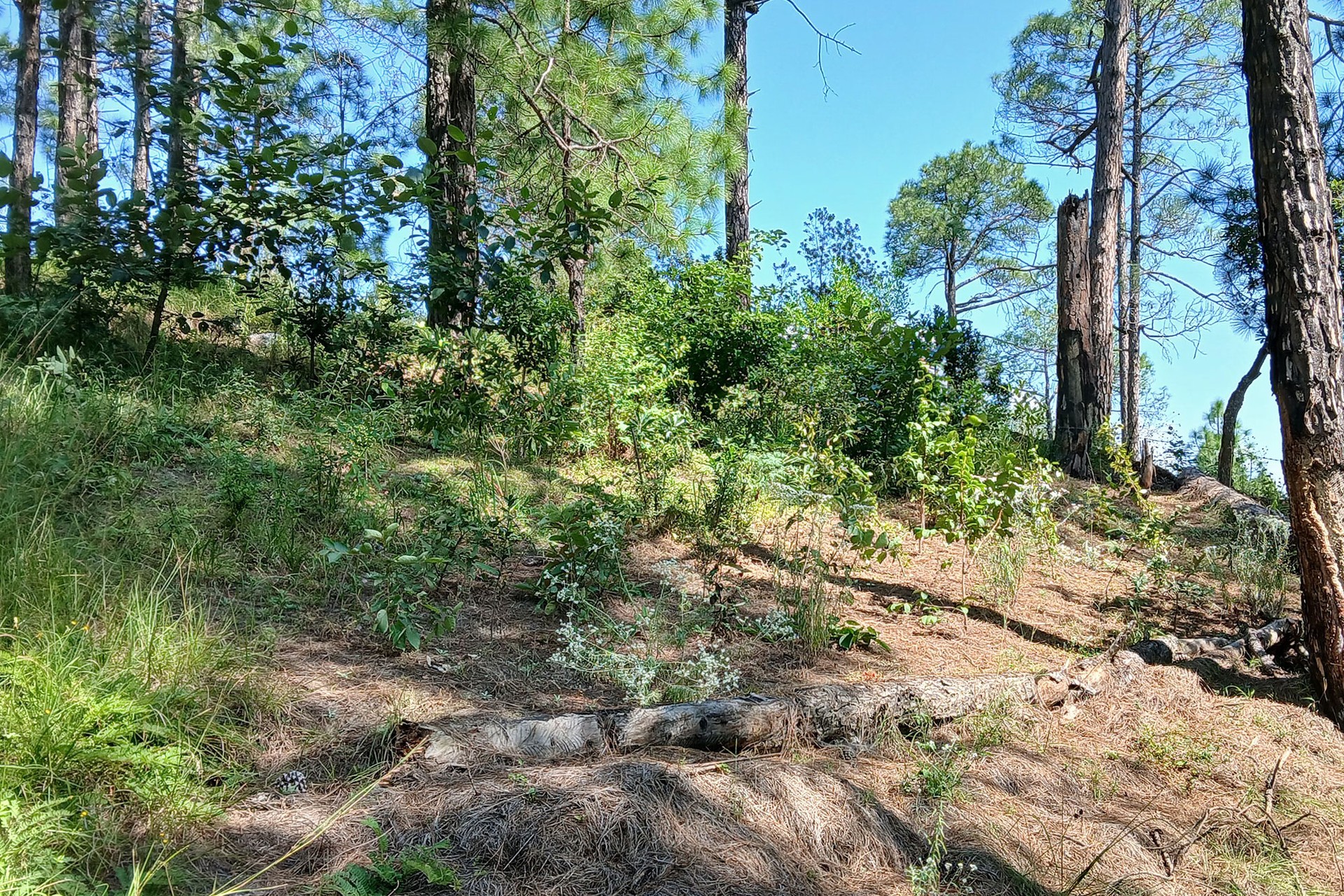 Community Forest | SUGi