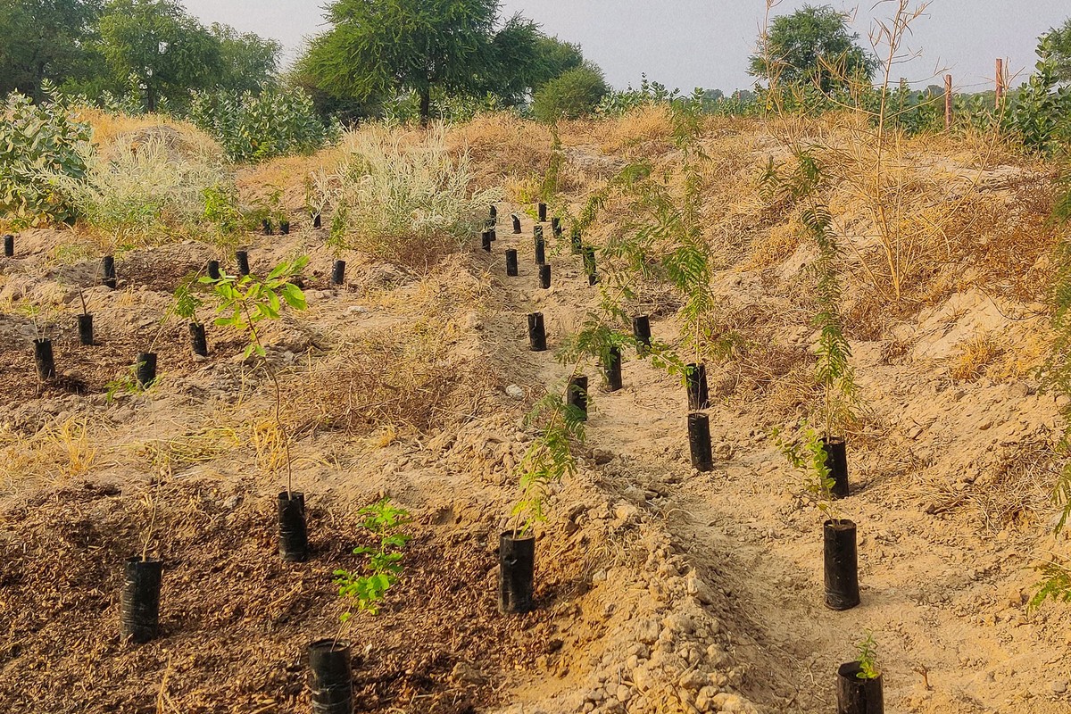 Sukhad Aranya | SUGi