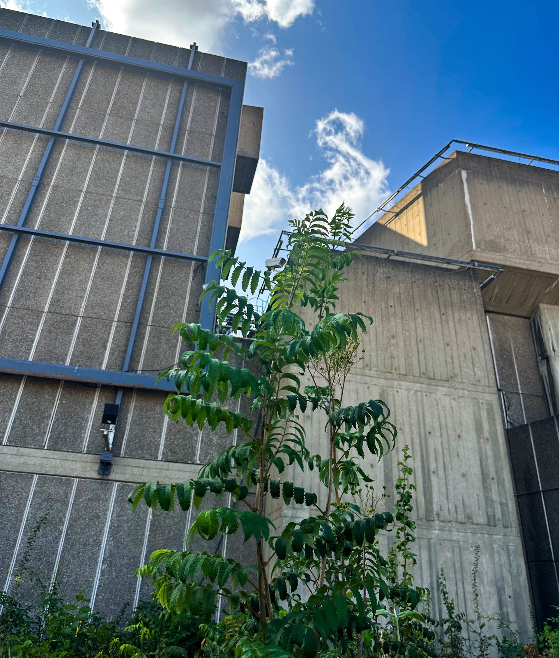 Urban Trees Grow Faster Sugi