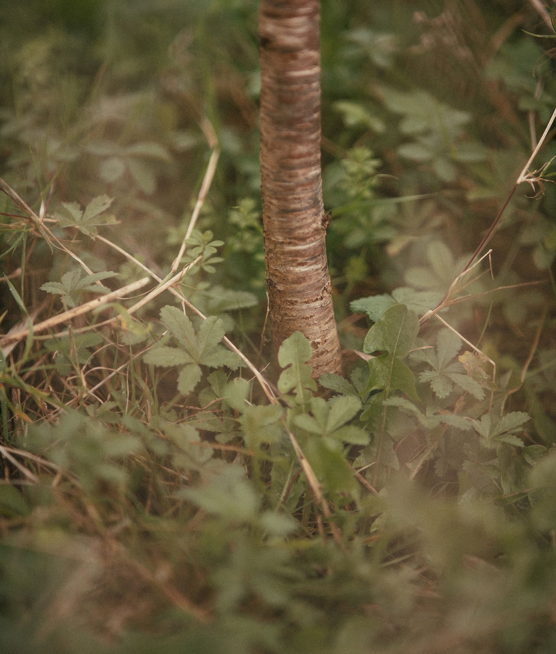 Forest of Thanks | SUGi