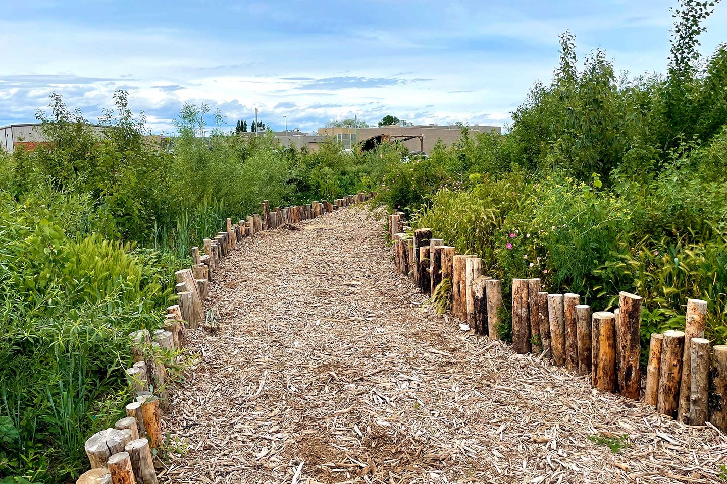 What Makes Miyawaki Forests Unique? | SUGi