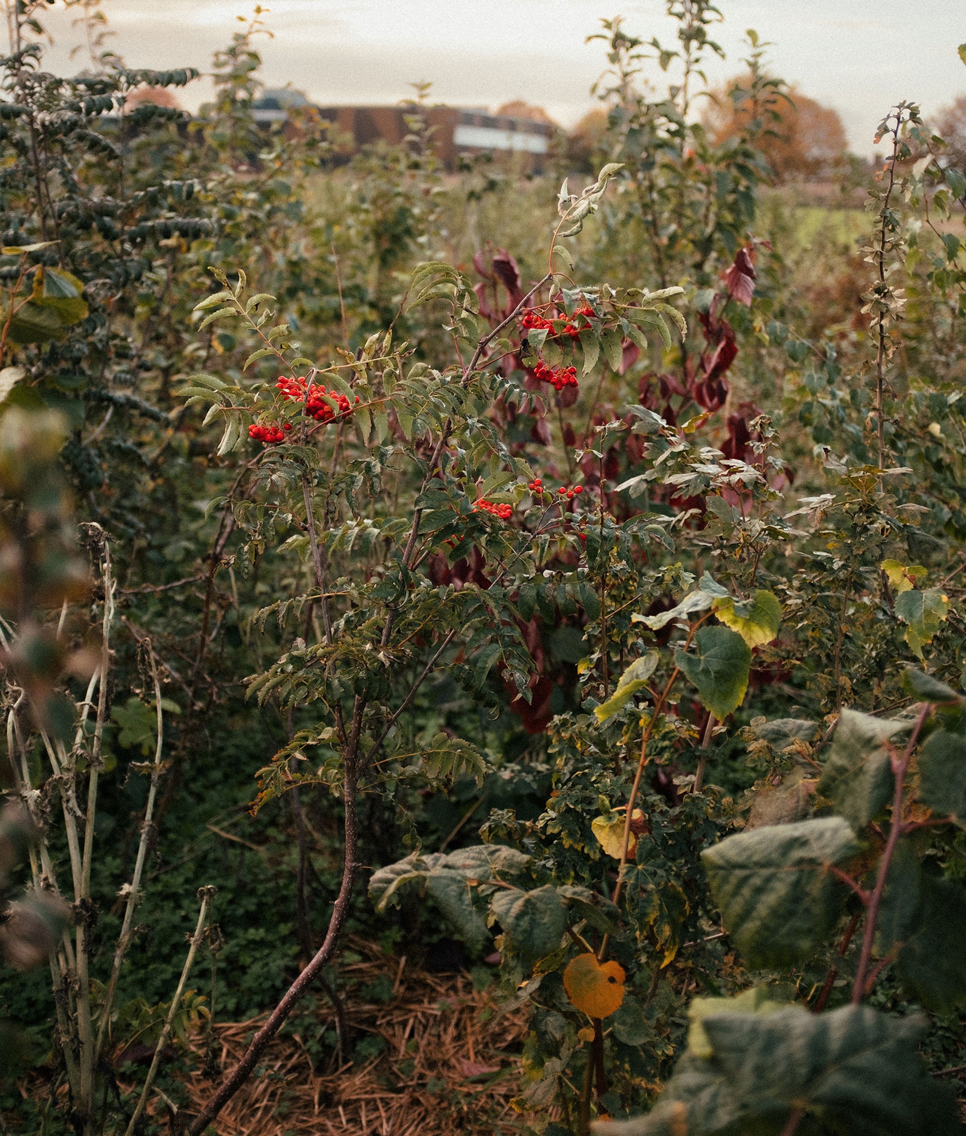 East London I - Natura Nostra Forest | SUGi