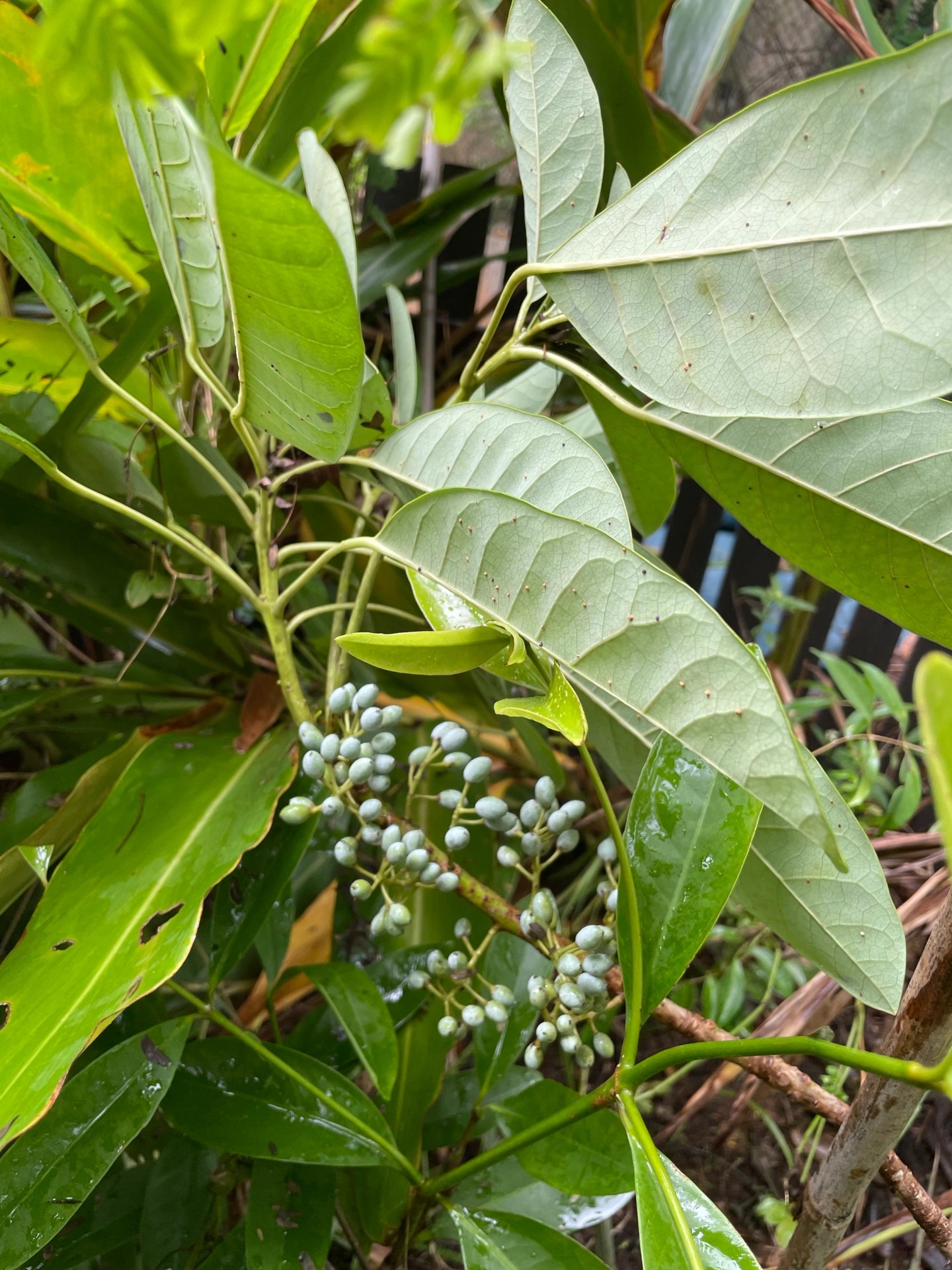 ICHK Hong Lok Yuen Forest | SUGi