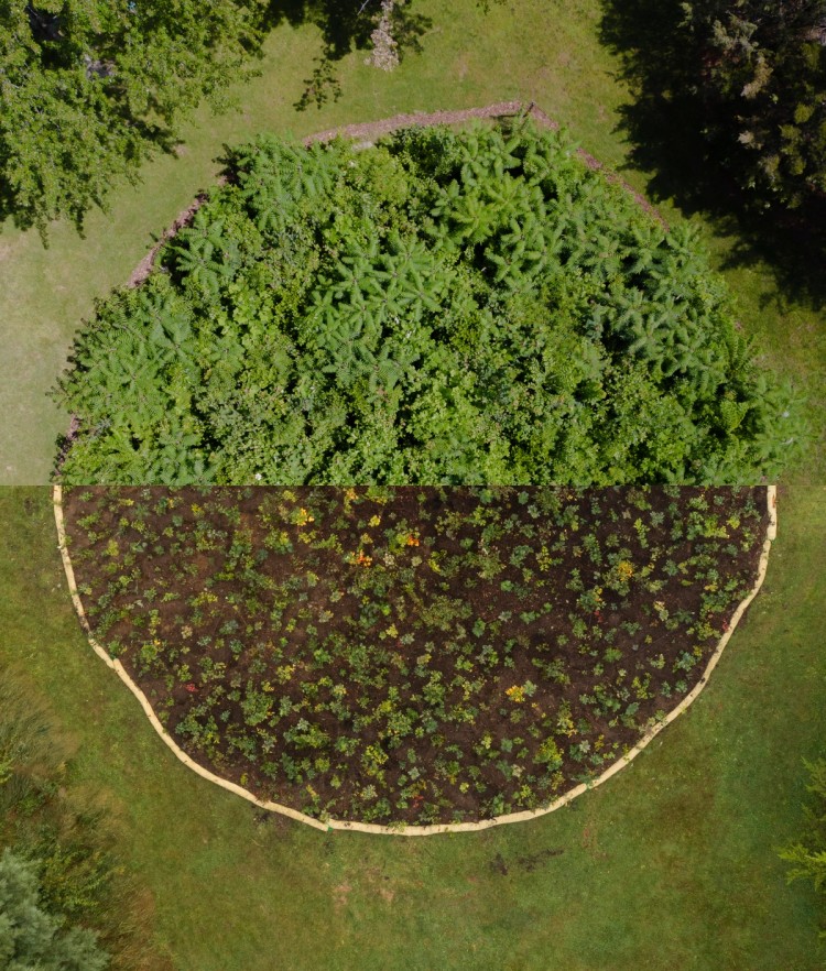 The Miyawaki Method for Creating Forests | SUGi