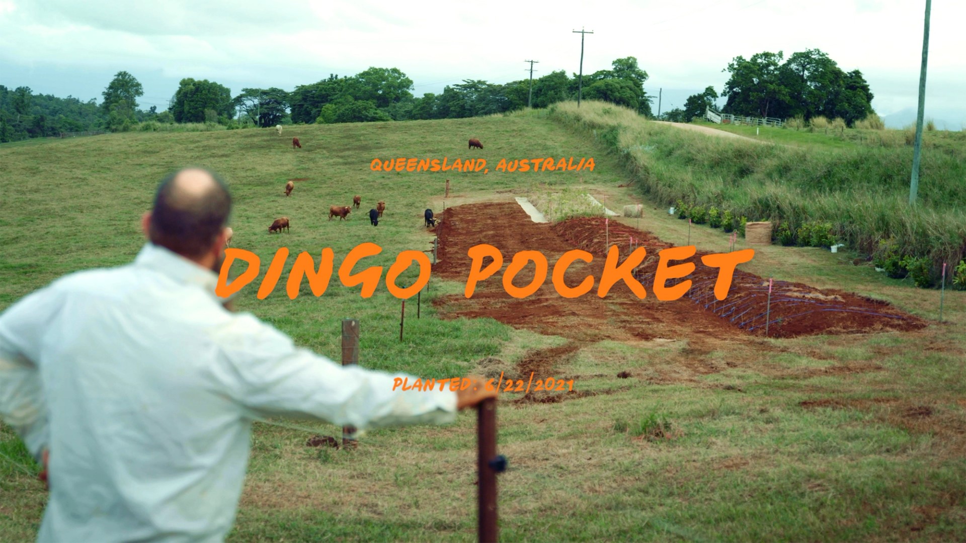 Dingo Pocket | SUGi