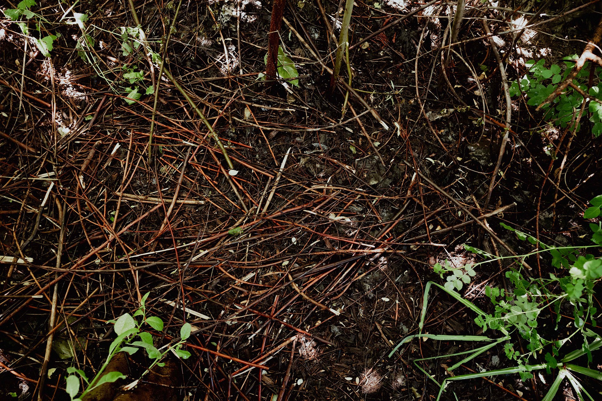 Healing Forest | SUGi