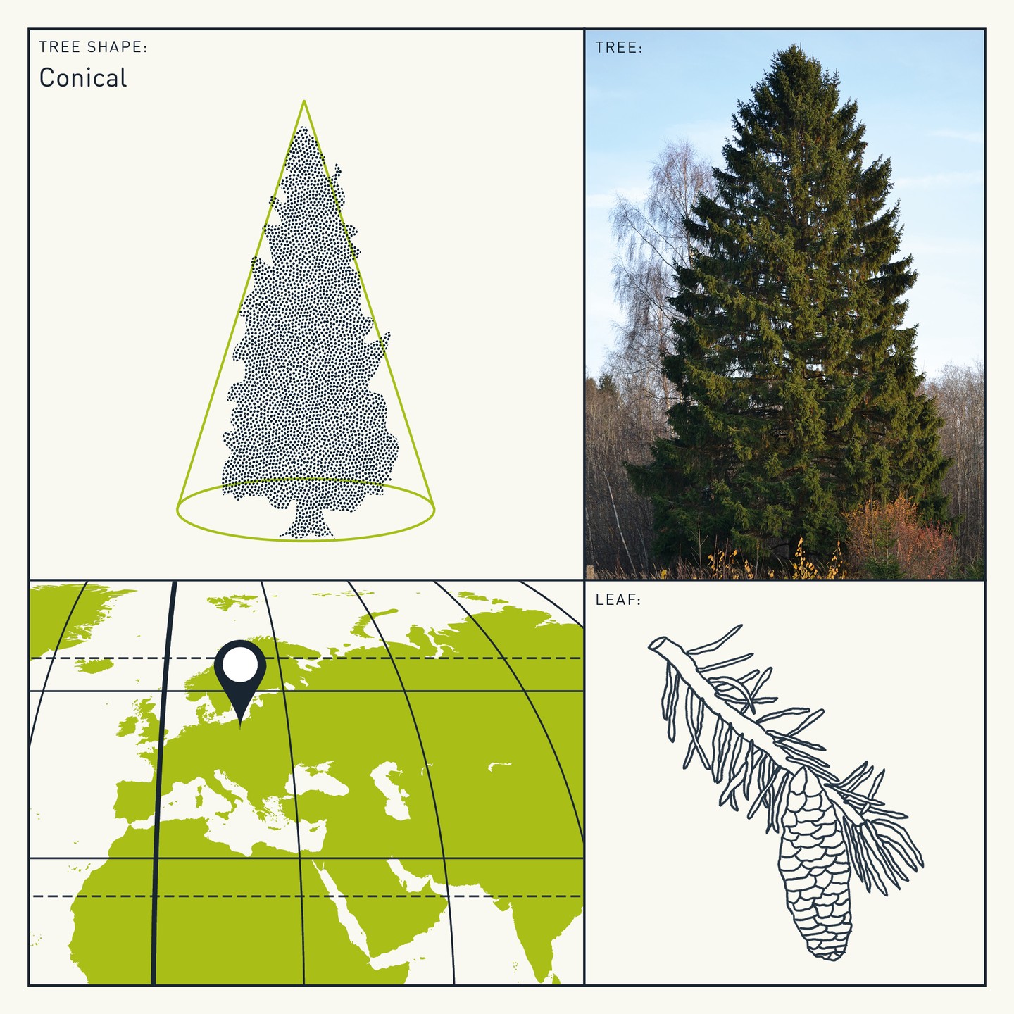 SUGi Tree Guide: Tree Shapes | SUGi