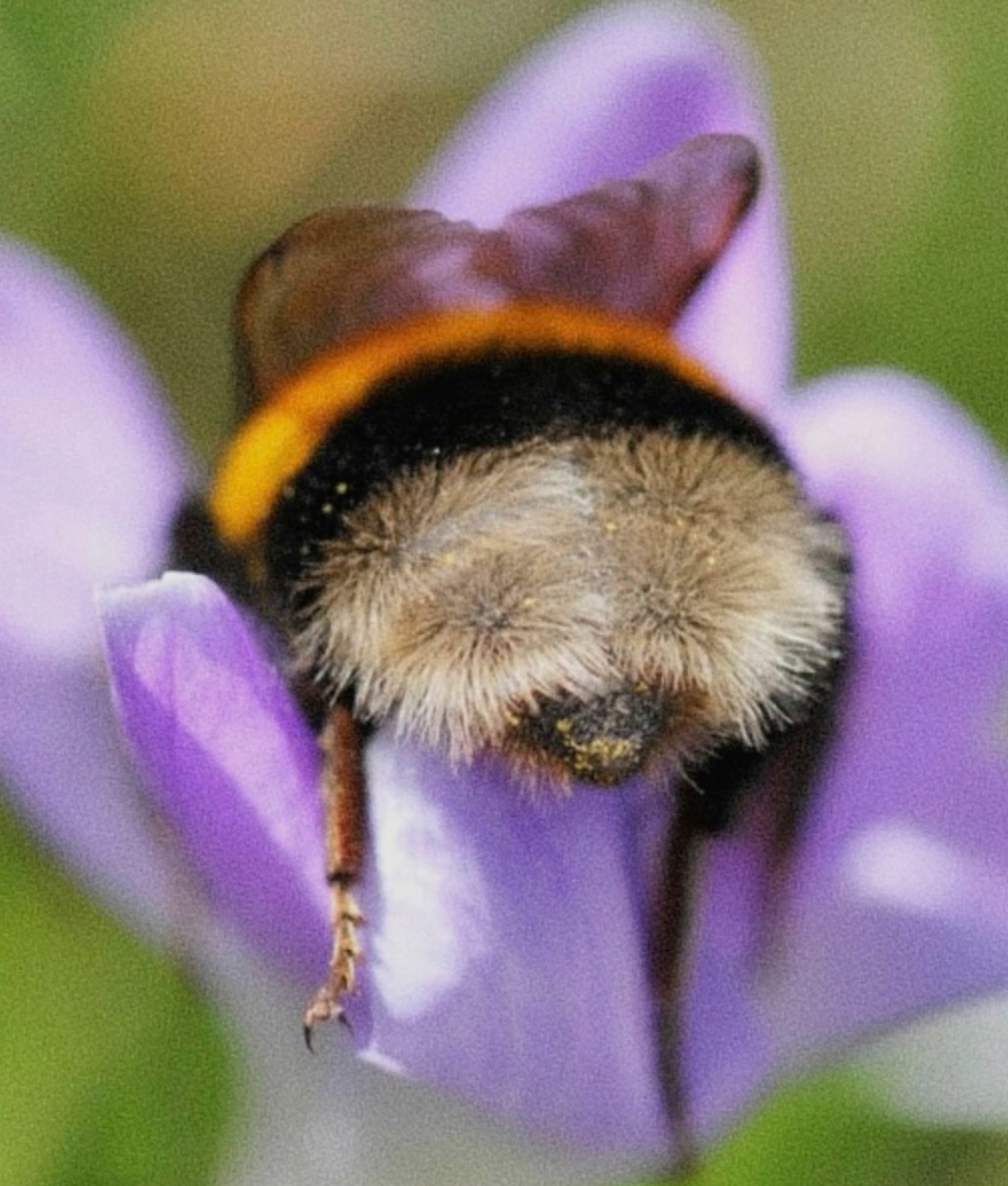 When bees get tired they nap in flowers | SUGi