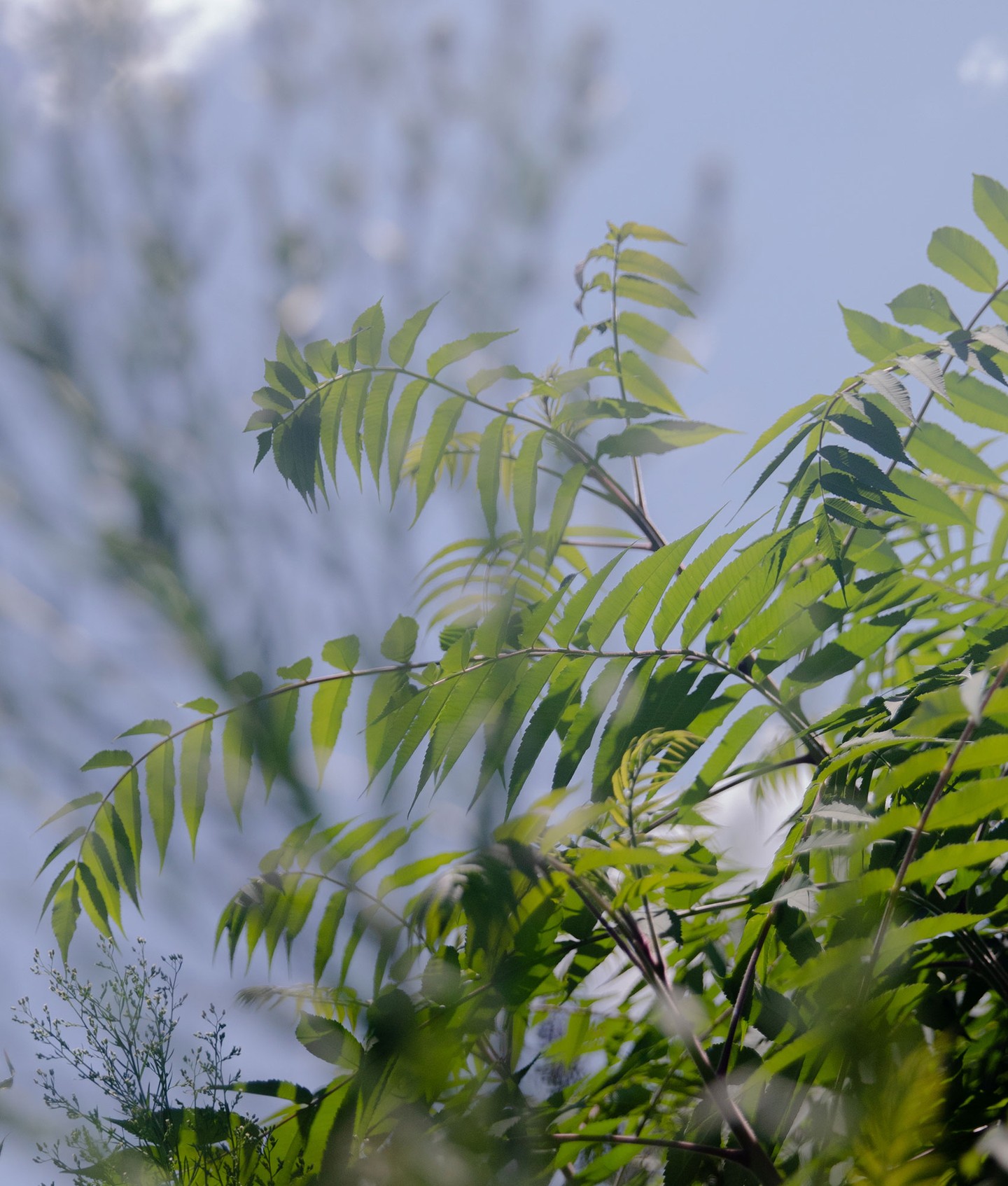 Danehy Park Forest | SUGi