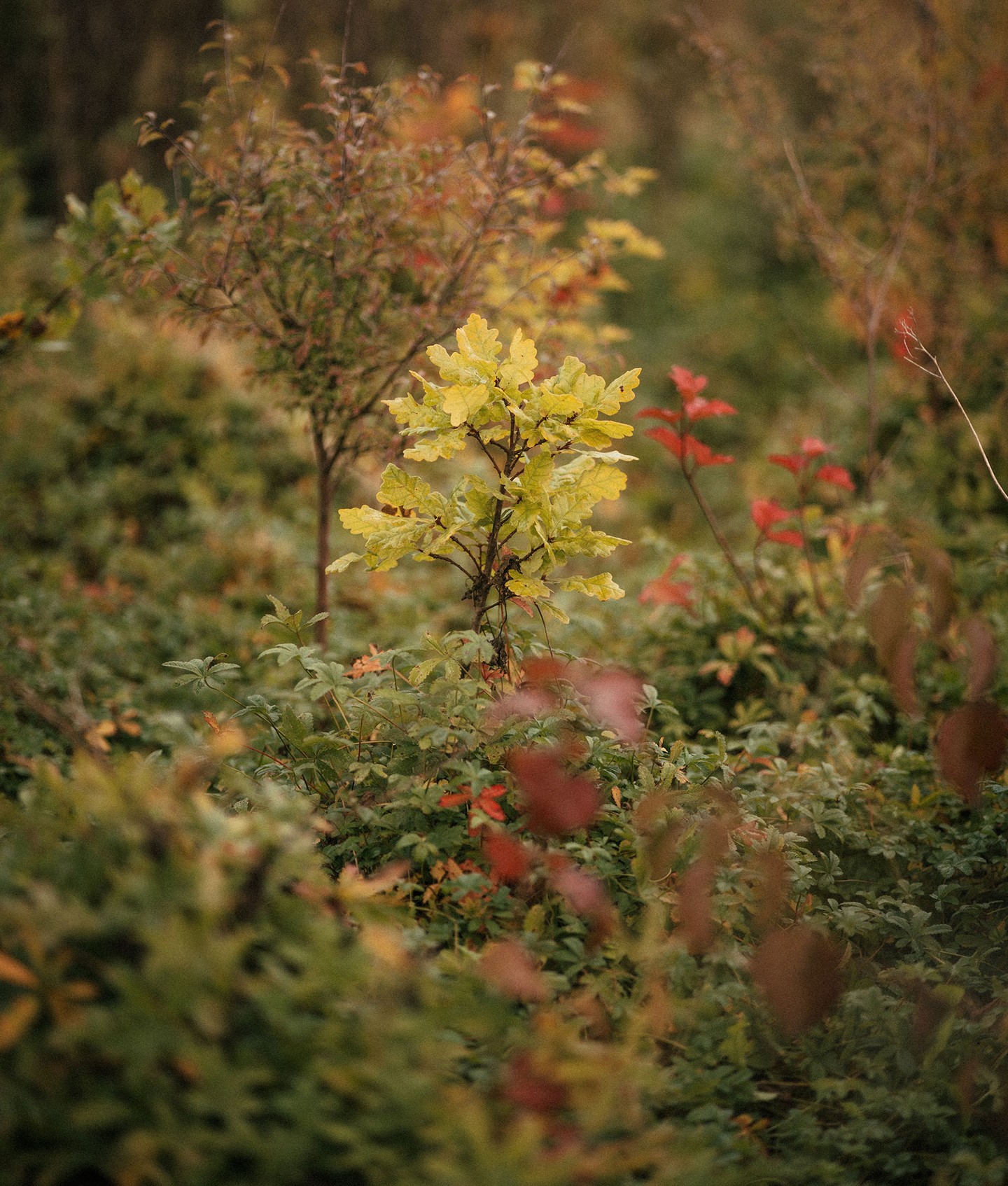 Forest of Thanks | SUGi