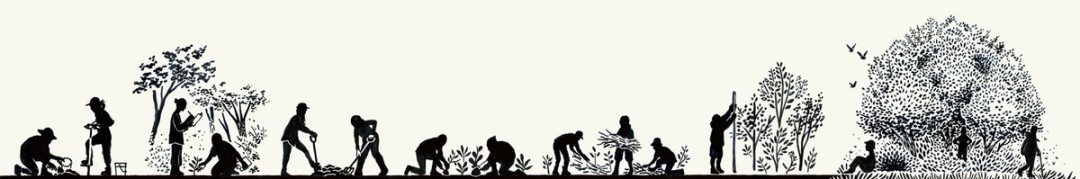 The Miyawaki Method for Creating Forests | SUGi