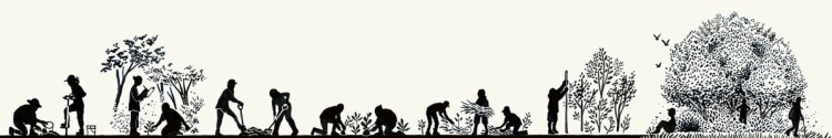 The Miyawaki Method for Creating Forests | SUGi