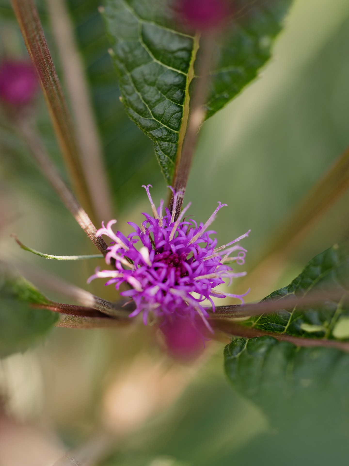 Manhattan Healing Forest | SUGi
