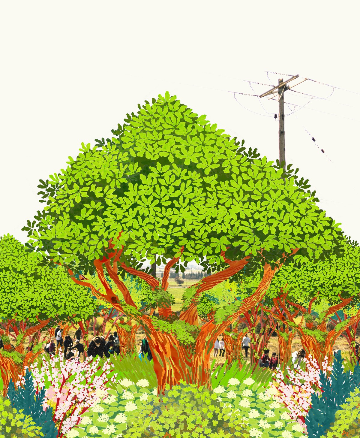 Greek Oak Restoration | SUGi