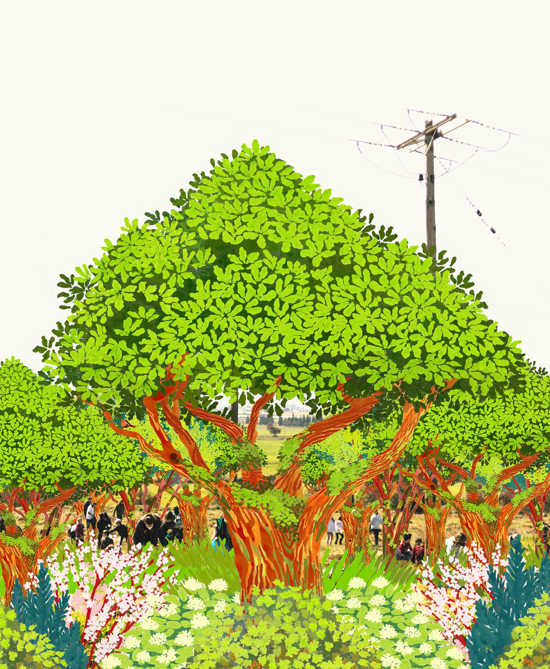 Greek Oak Restoration | SUGi