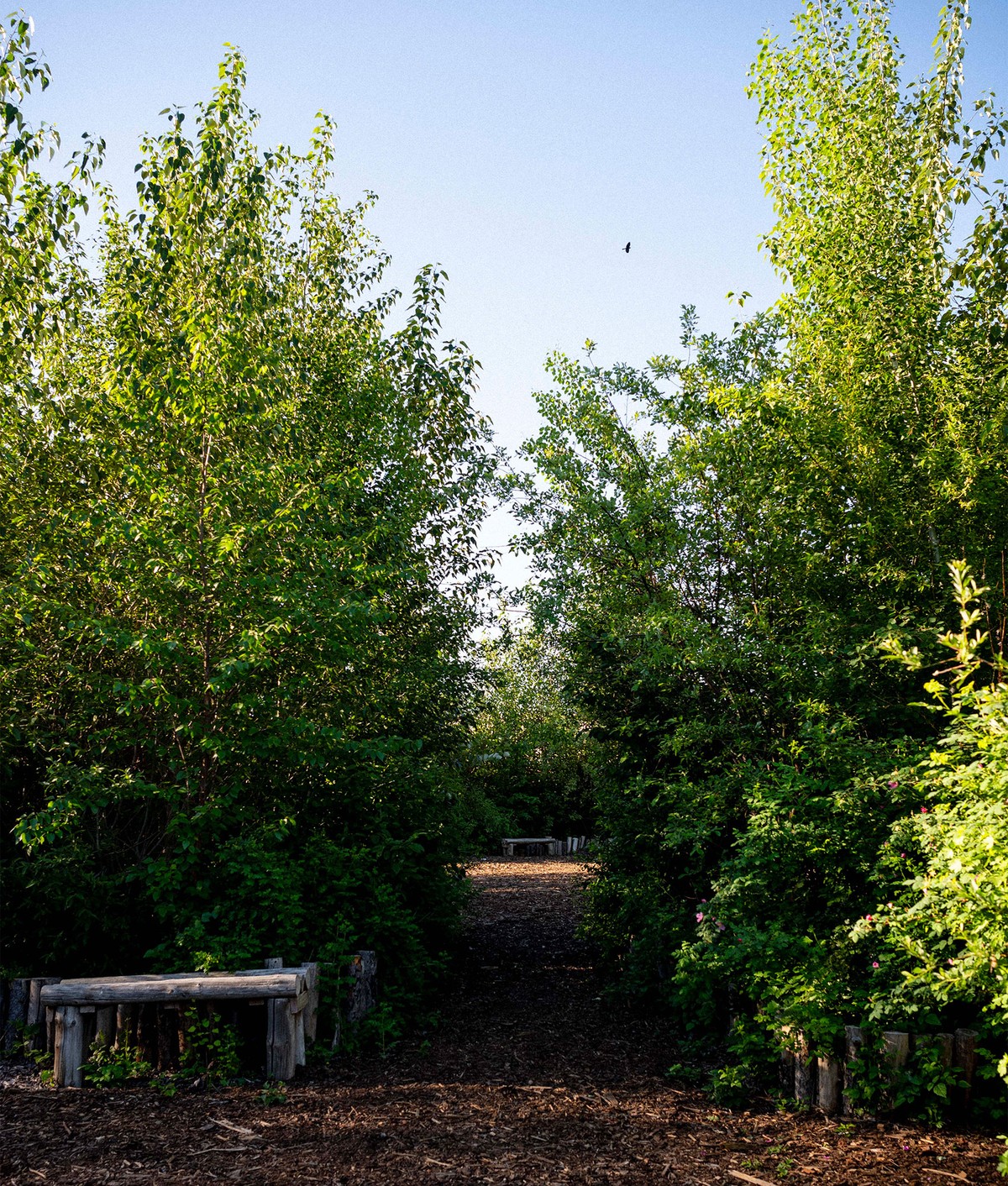 Healing Forest | SUGi