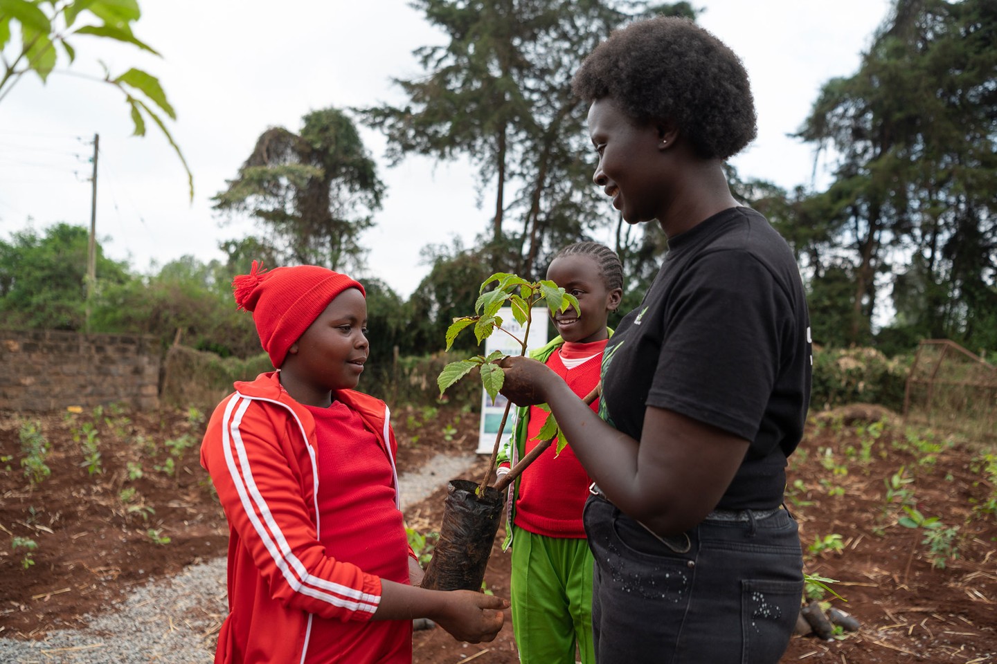 St Paul’s Unity Forest | SUGi