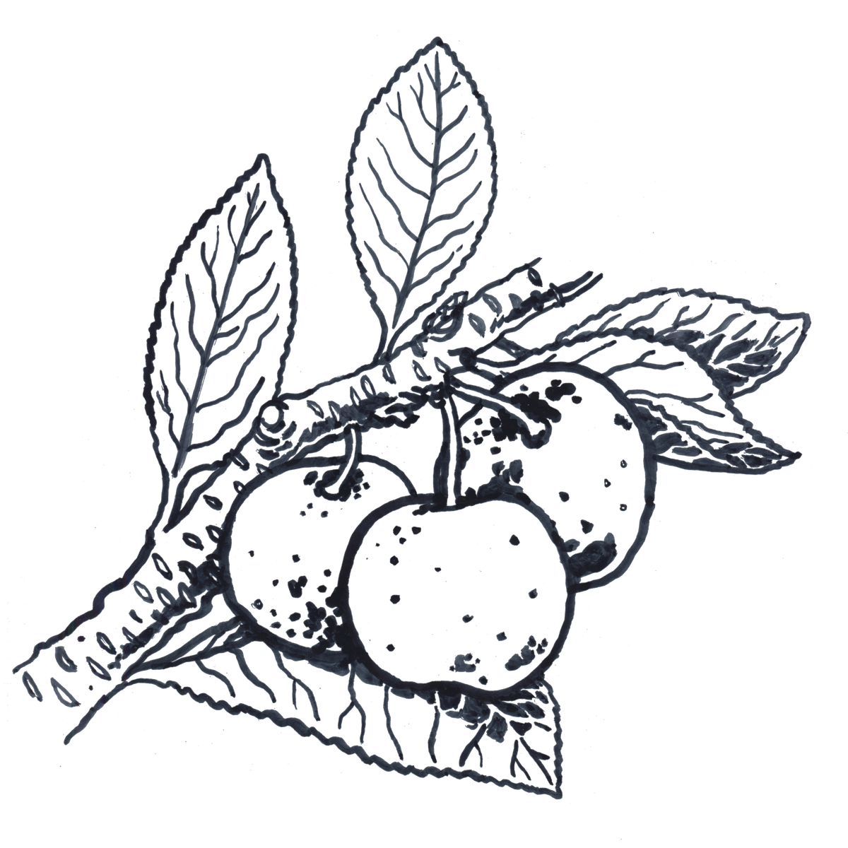 New York Native Trees | SUGi