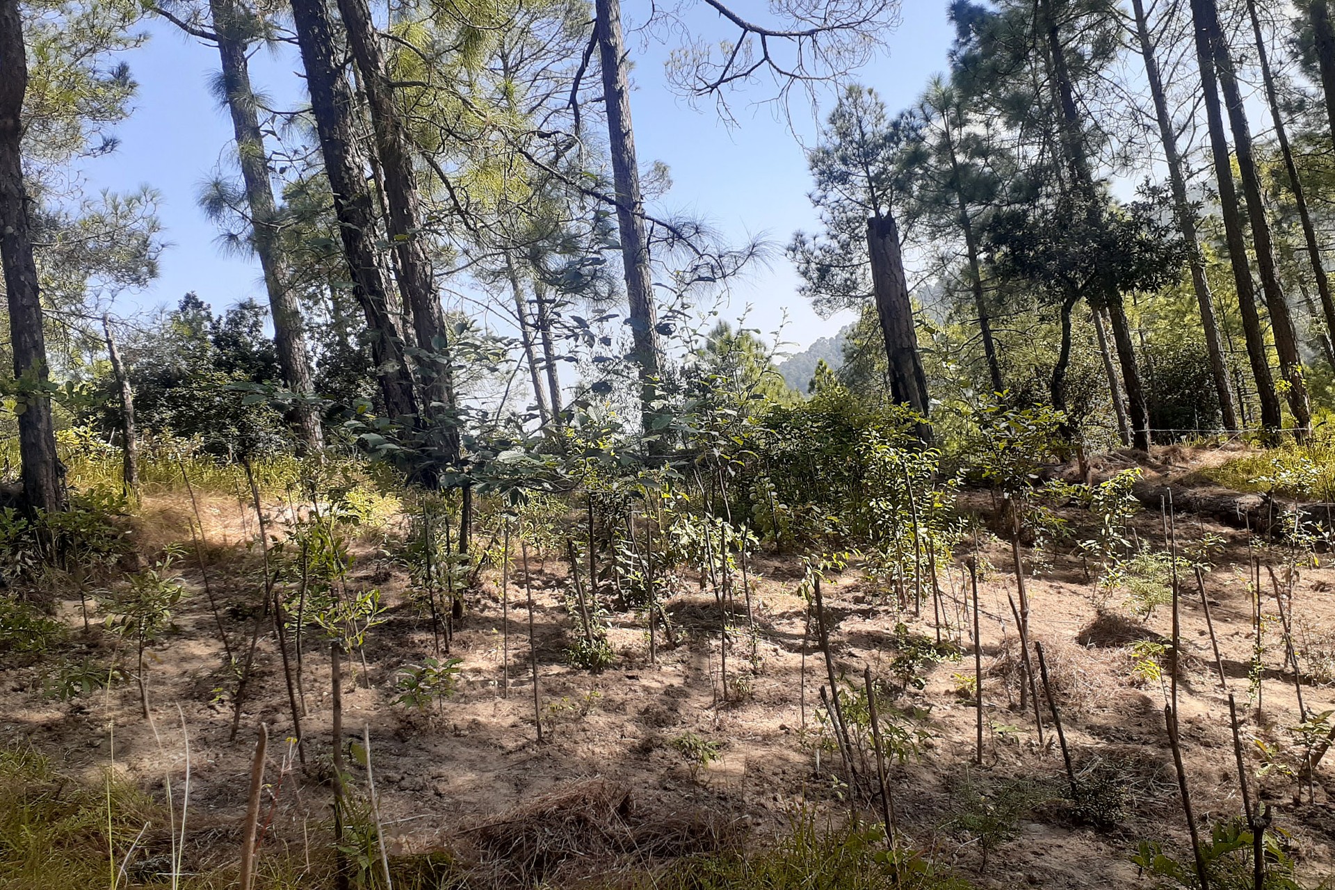 Community Forest | SUGi