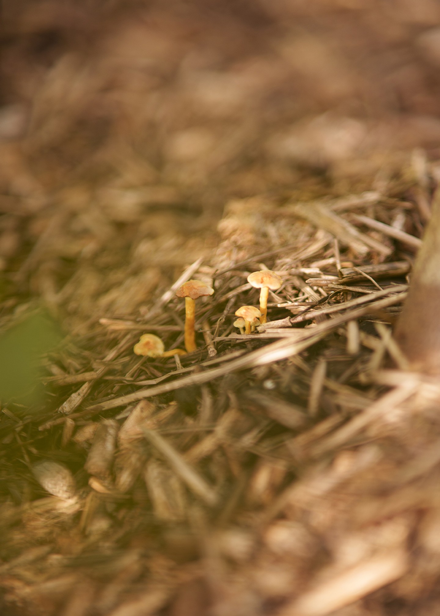 Legacy Forest | SUGi