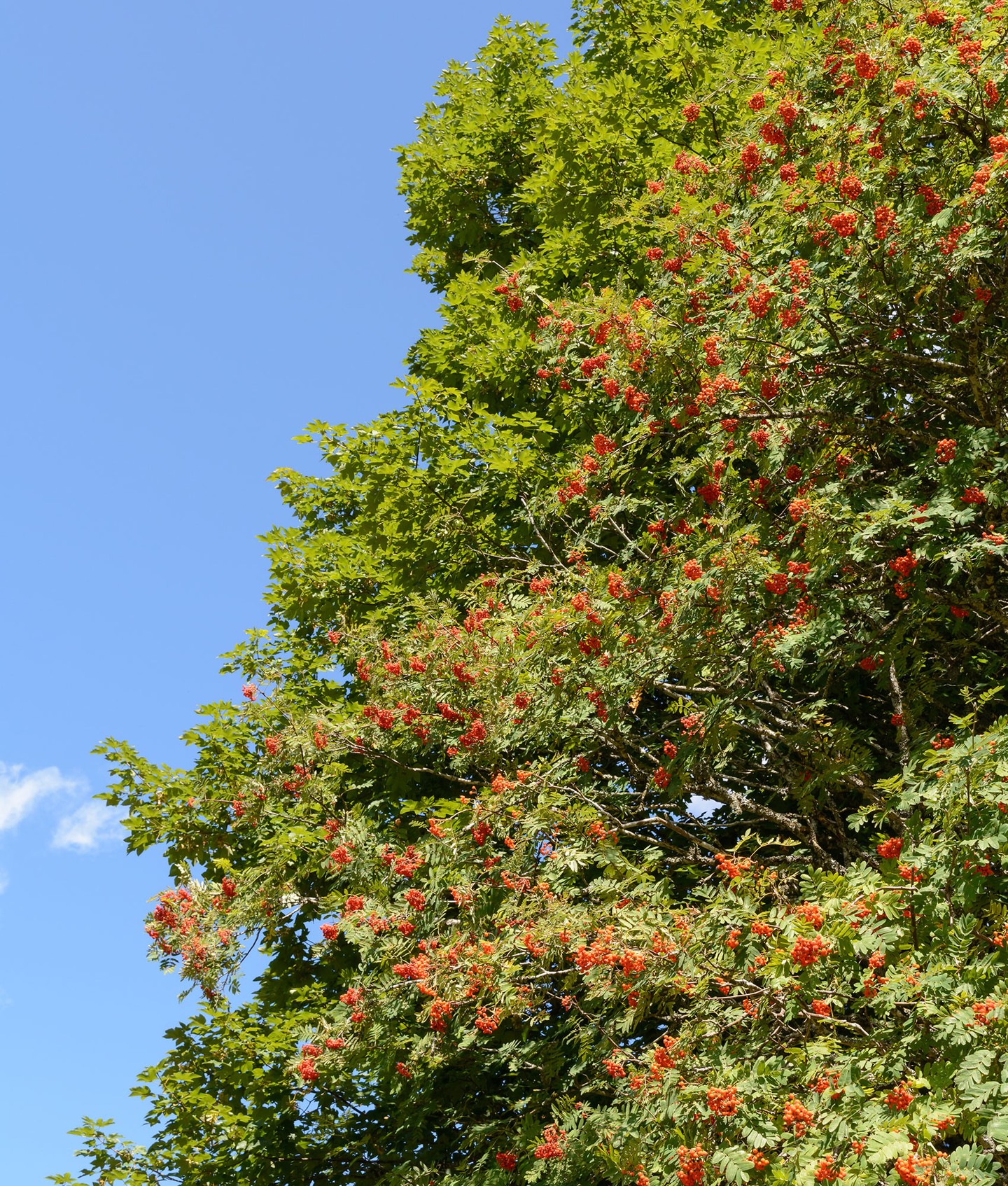 Latchmere Park — Natura Nostra Forest | SUGi