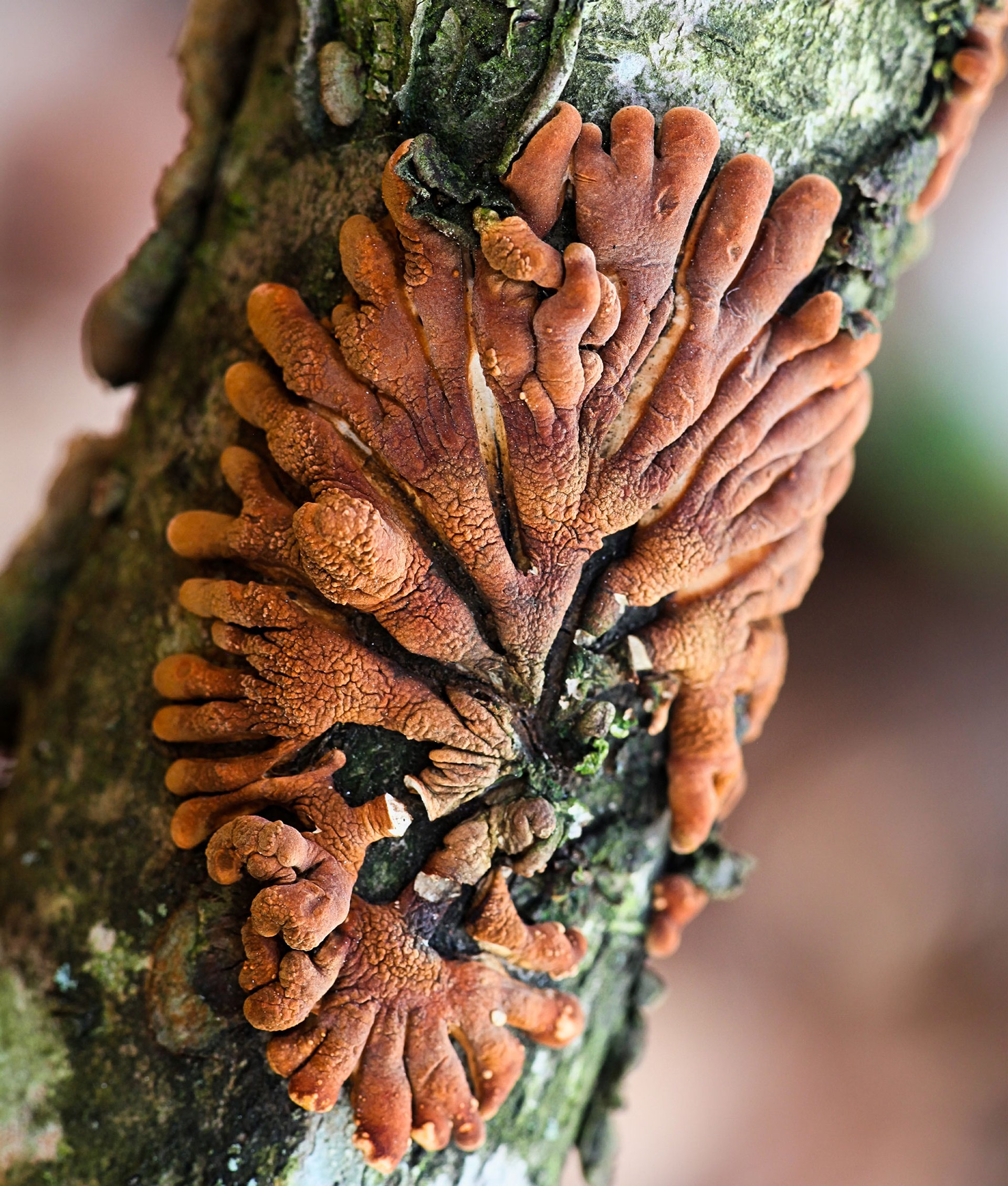 The Atlantic Hazelwoods | SUGi