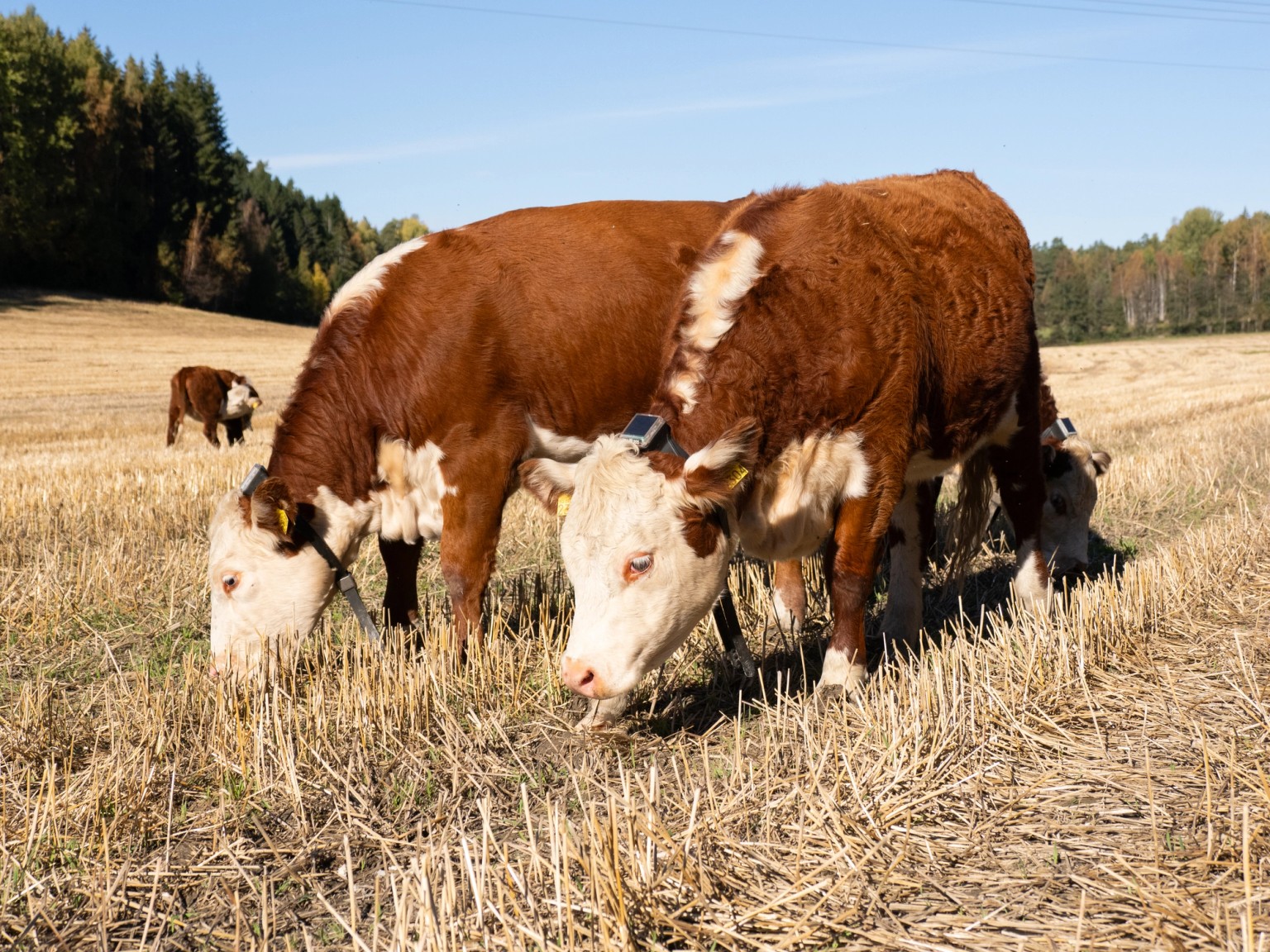 Bondens 3 beste tips for å komme i gang med Monil