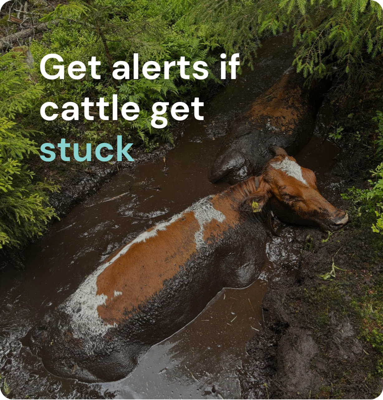 Virtual fencing for grazing animals | | Monil