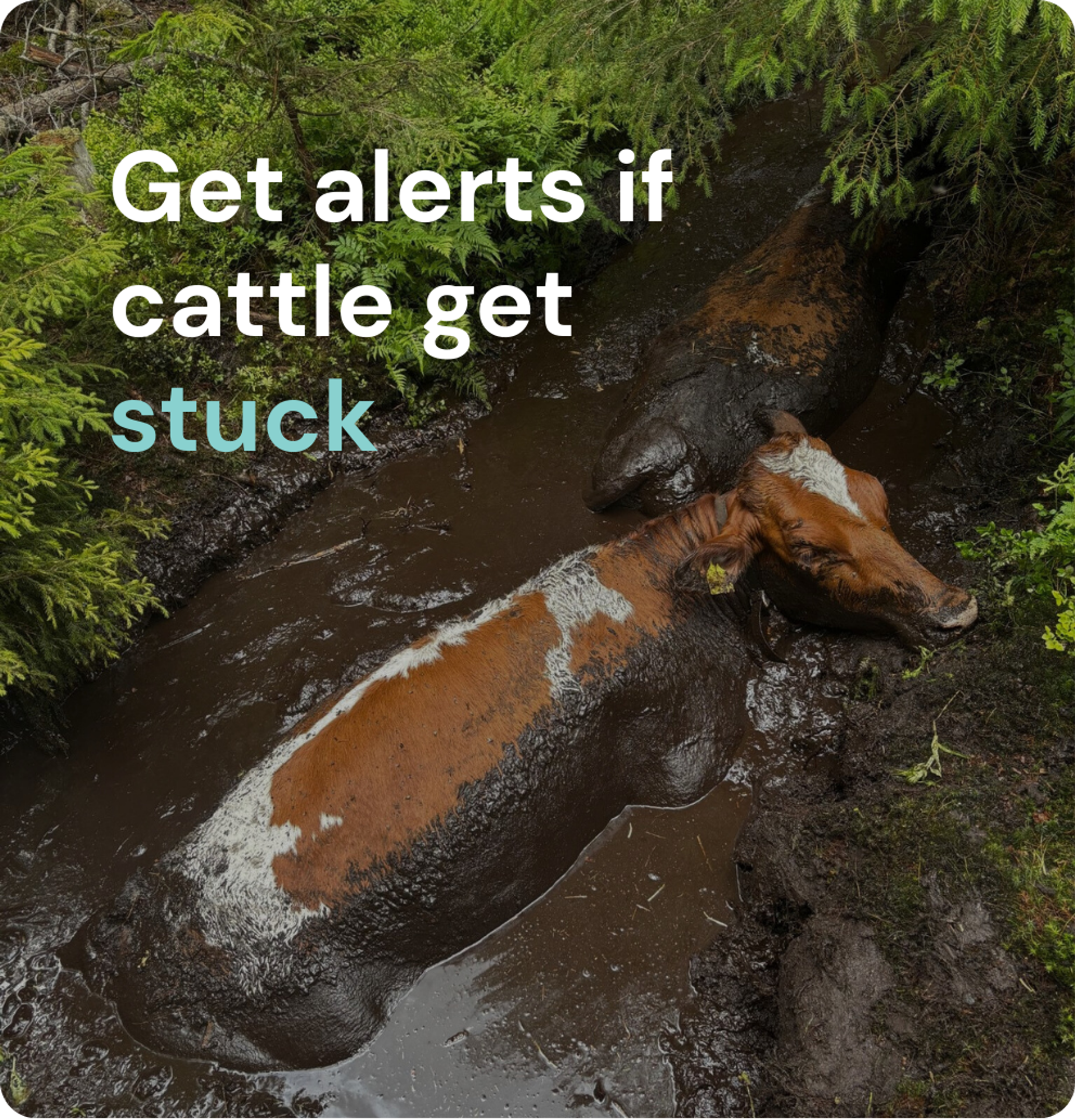 Virtual fencing for grazing animals | | Monil