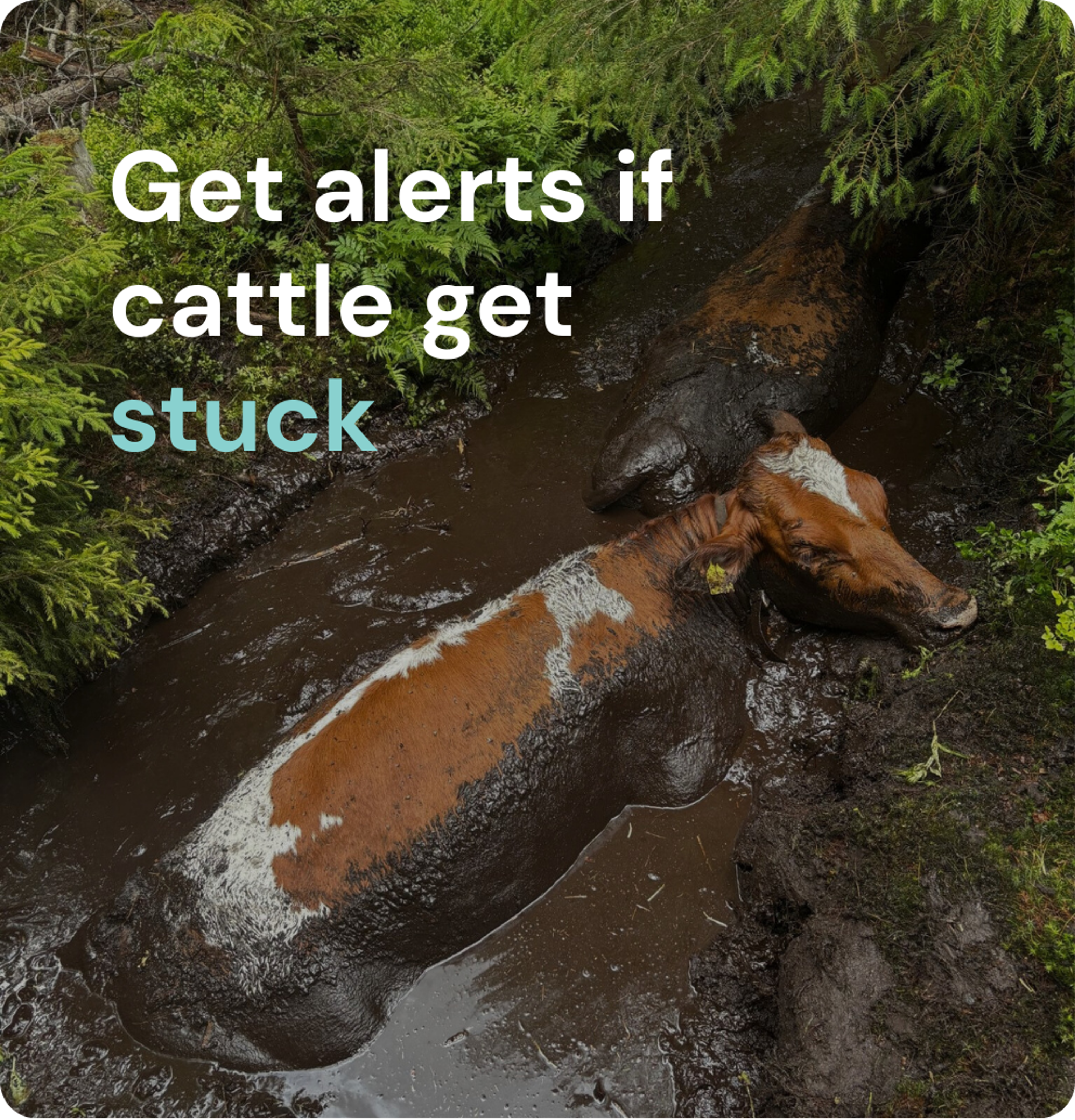 Virtual fencing for grazing animals | | Monil