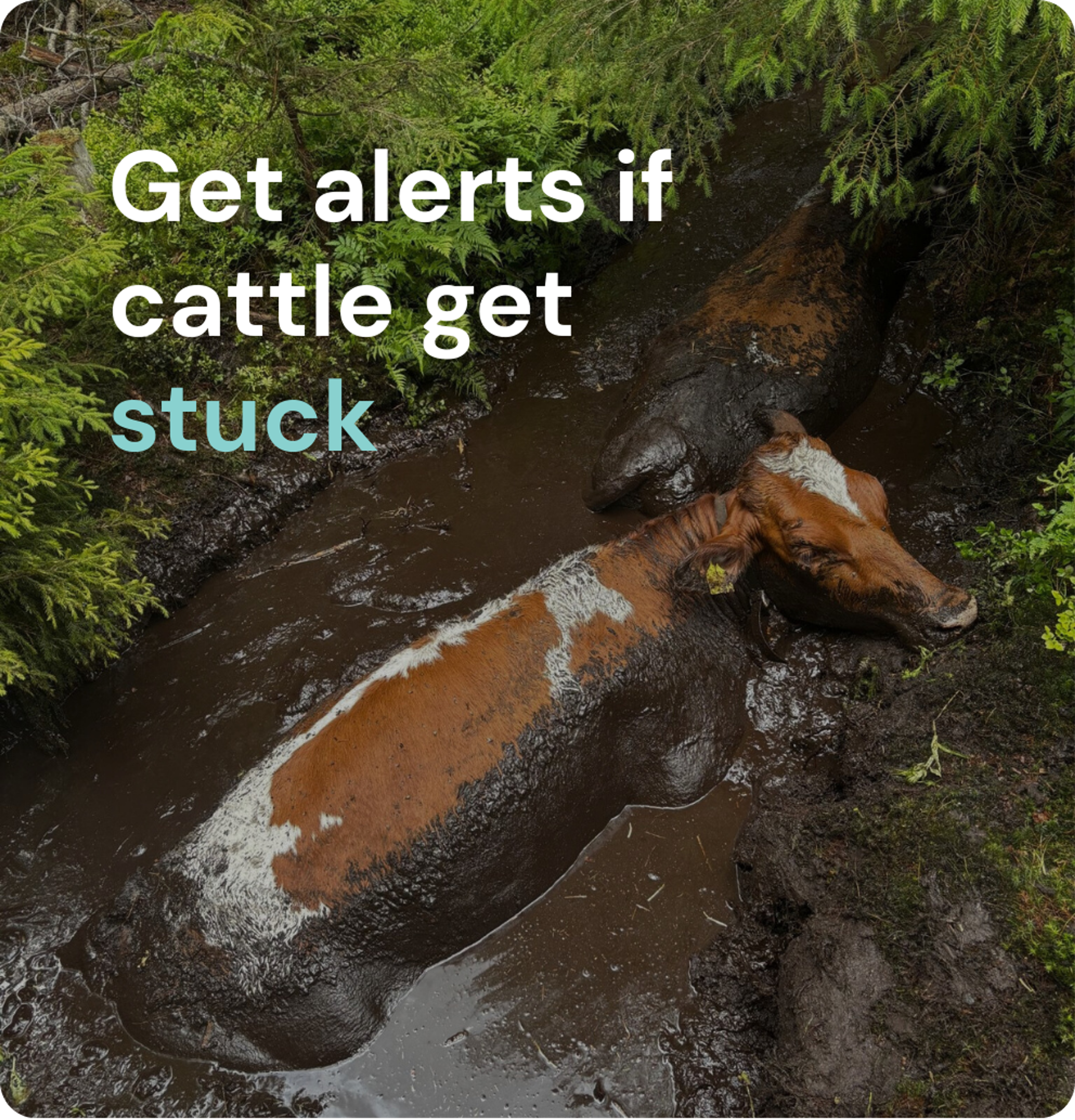 Virtual fencing for grazing animals | | Monil