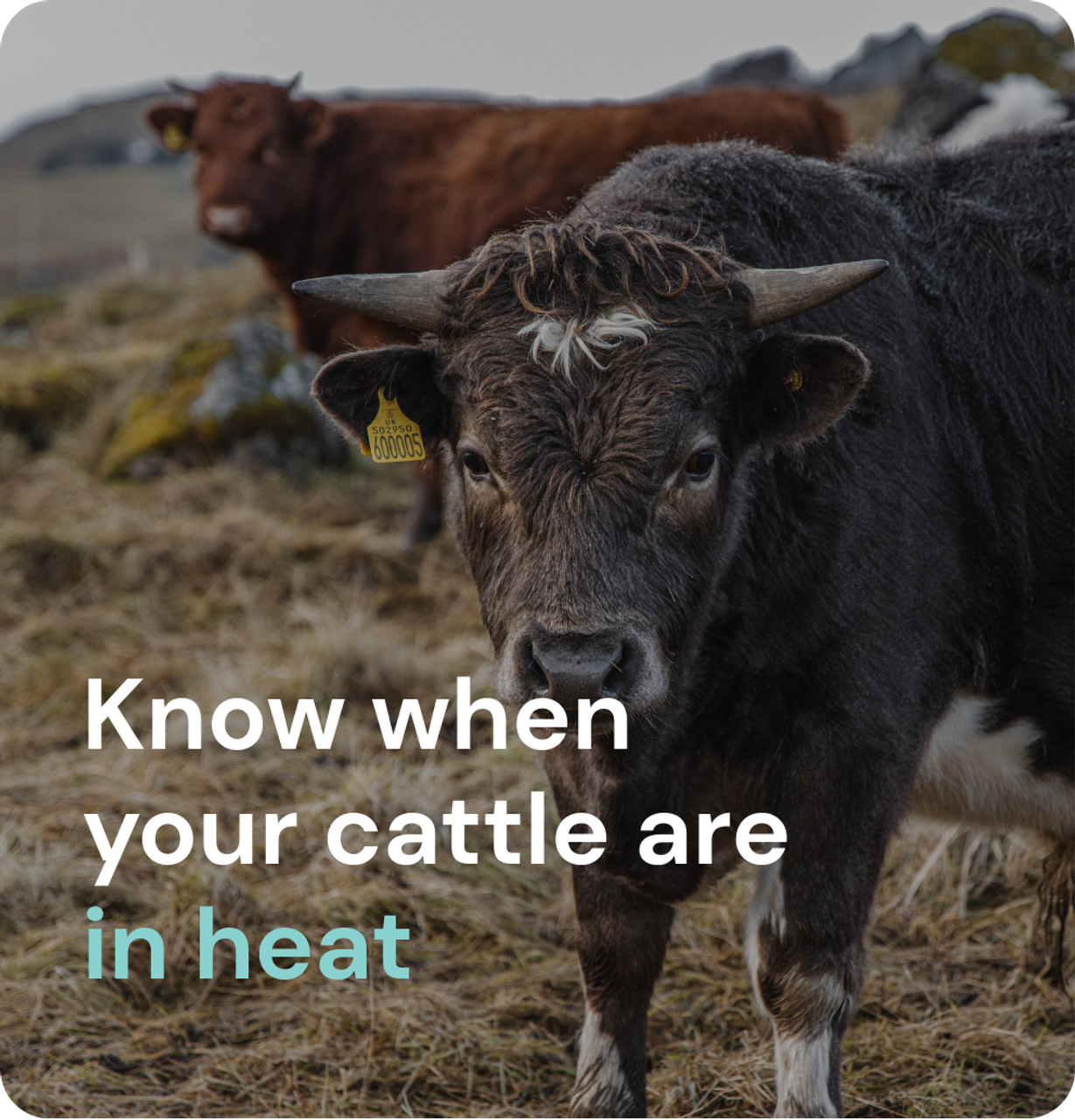 Virtual fencing for grazing animals | | Monil