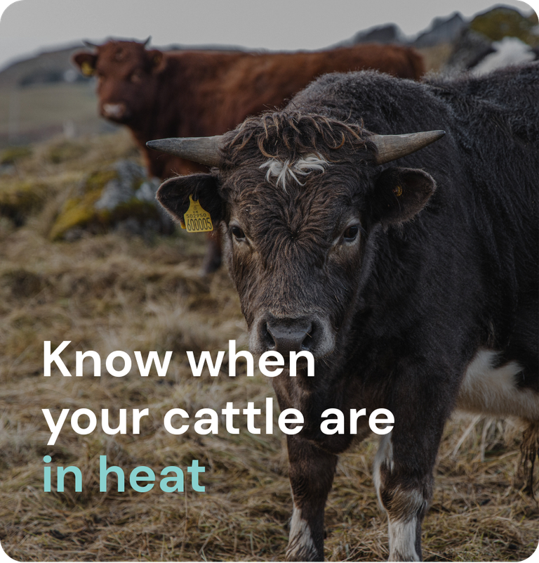Virtual fencing for grazing animals | | Monil