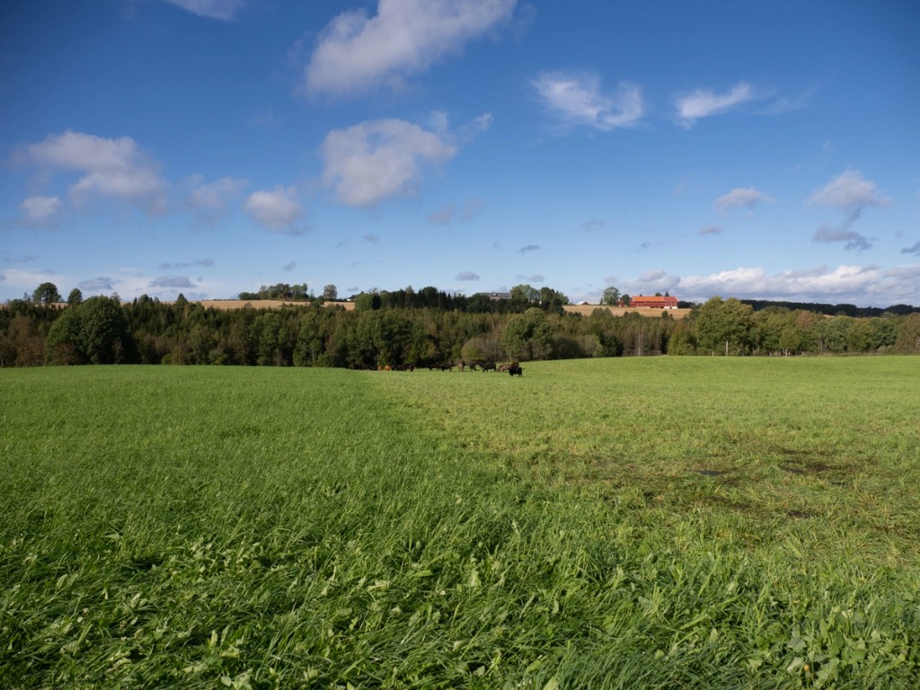 Grazing Management: Exploring the Pros and Cons of Various Grazing Systems