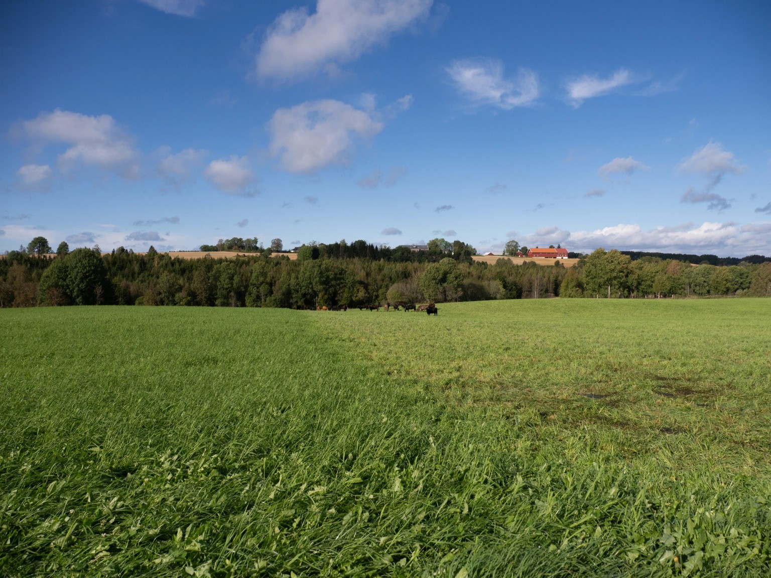 Grazing Management: Exploring the Pros and Cons of Various Grazing Systems