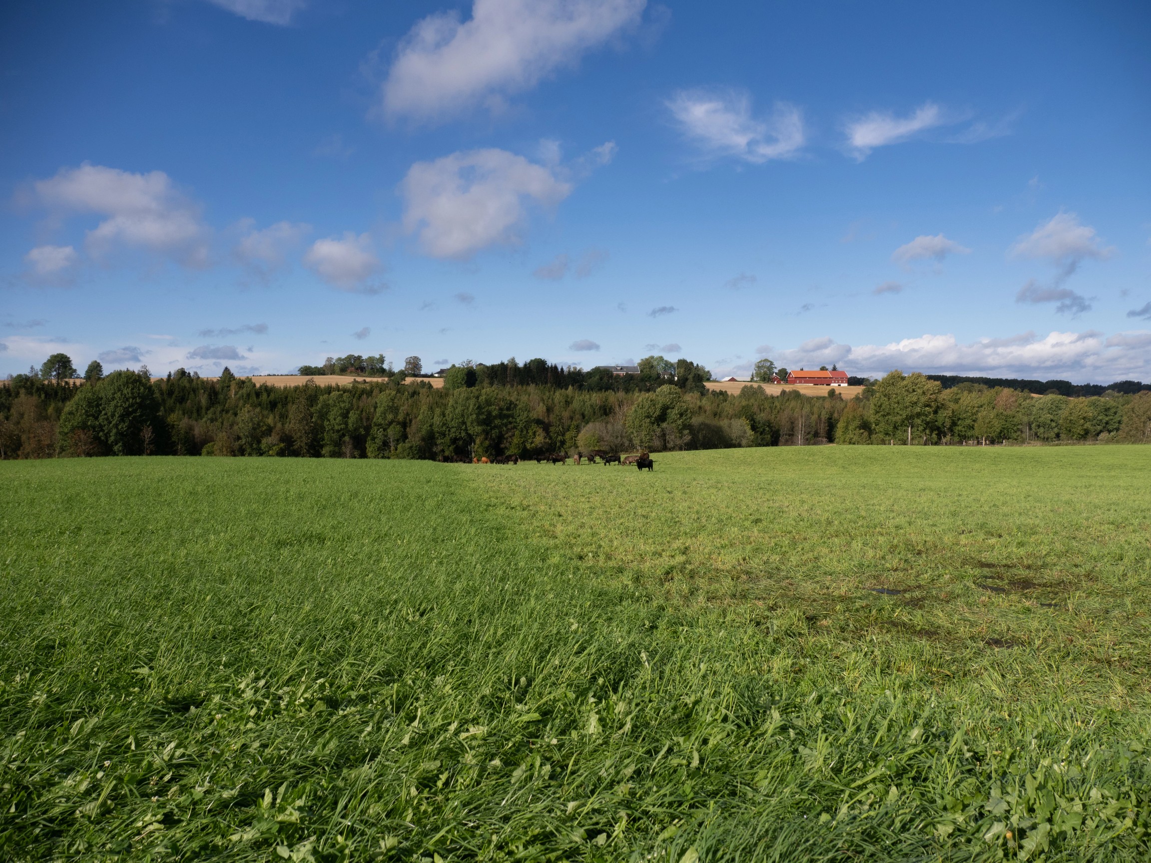 Grazing Management: Exploring the Pros and Cons of Various Grazing ...