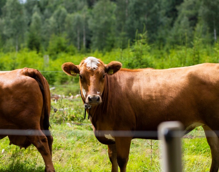 The Three Biggest Advantages of Digital Fencing - Monil