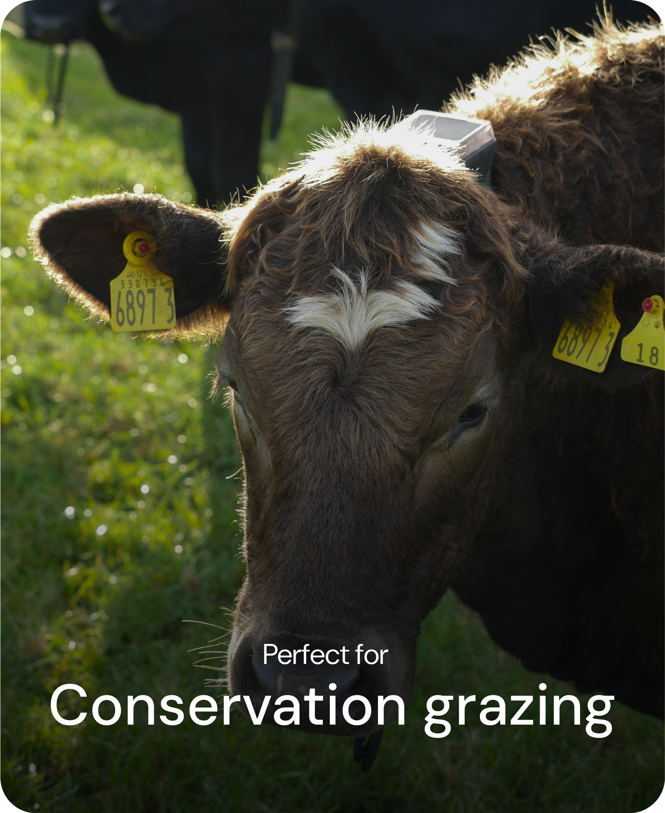 Virtual fencing for grazing animals · Monil